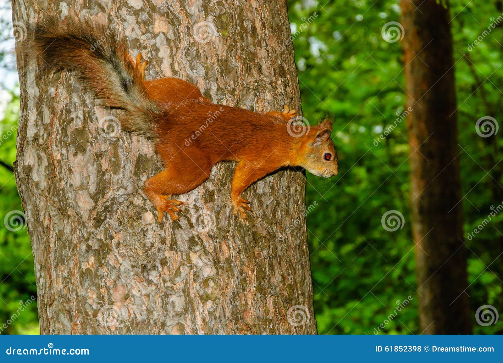 Squirrel on tree stock photo. Image of organism, ponytail - 61852398