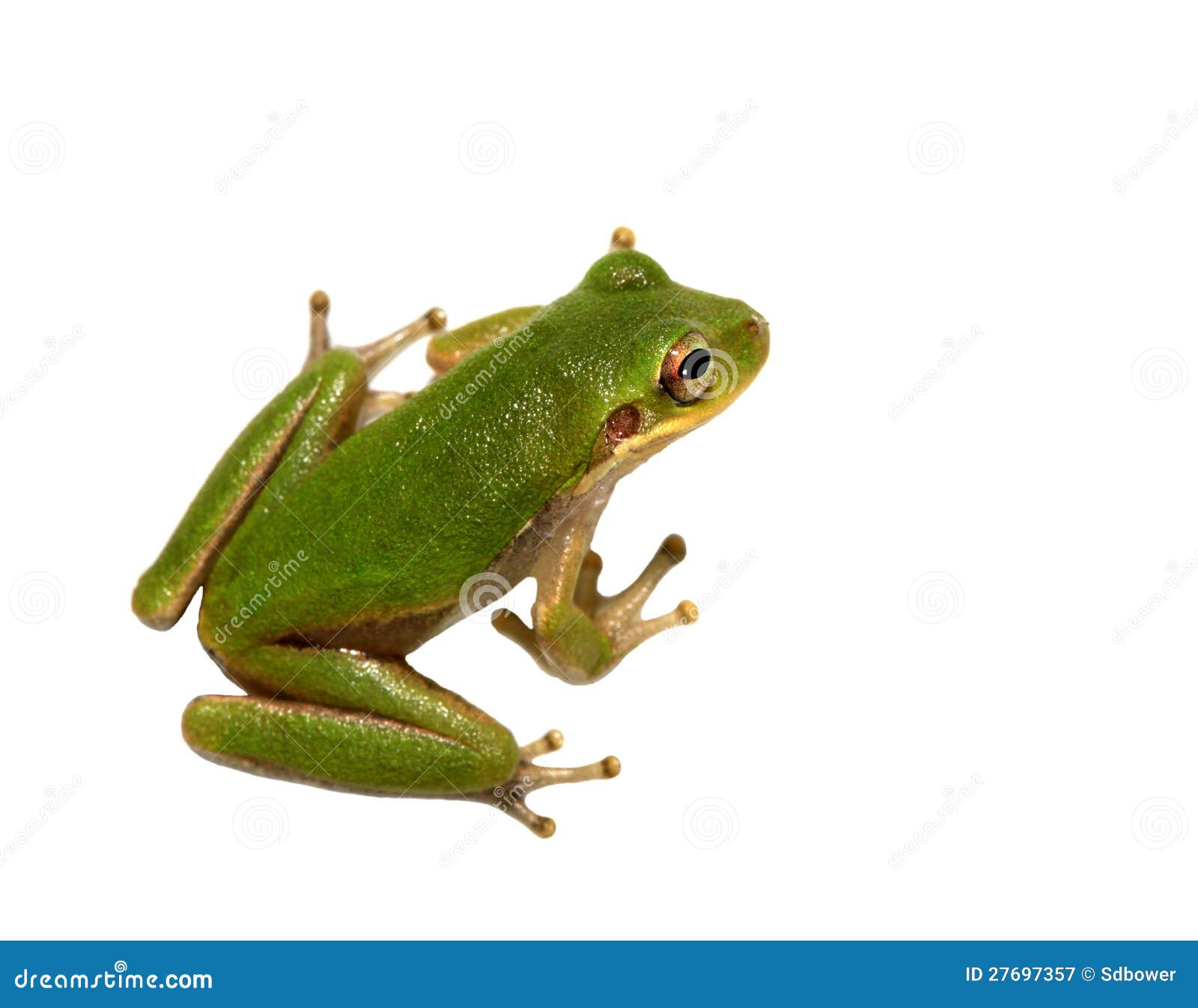 Squirrel Tree Frog Isolated on White Stock Image - Image of toad, macro ...