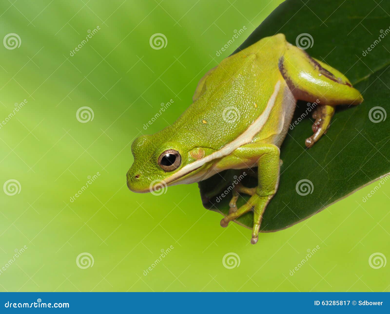 Squirrel Tree Frog on Magnolia Tree Leaf Stock Image - Image of ...