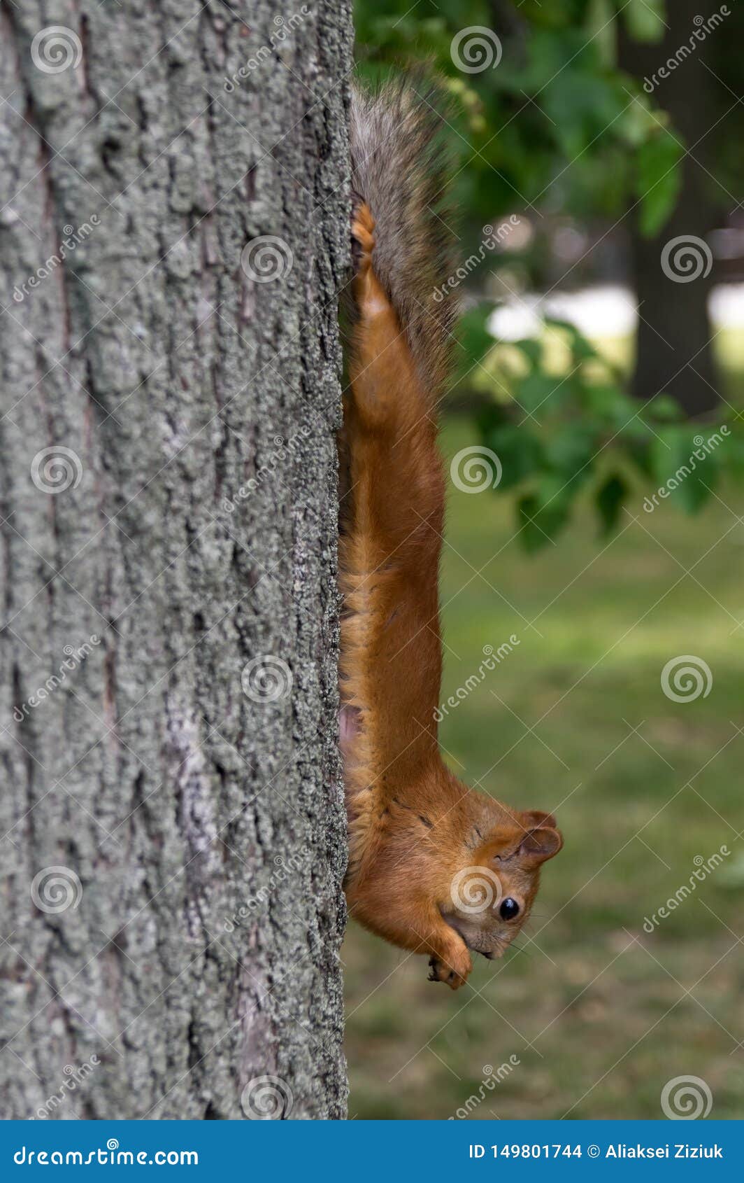 Squirrel on a Tree in Full Growth, Hanging Gnaws a Nut, Side View Stock ...