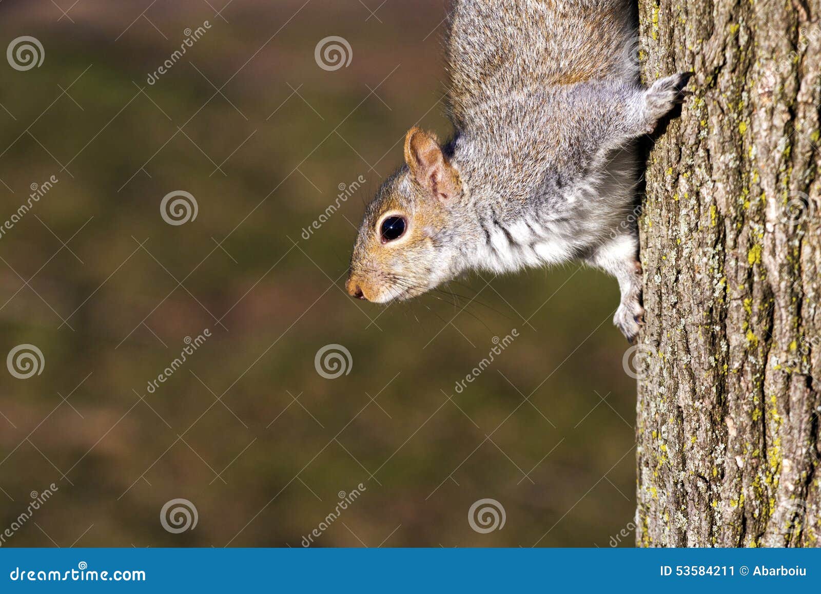 Squirrel on tree stock image. Image of animal, mammal - 53584211