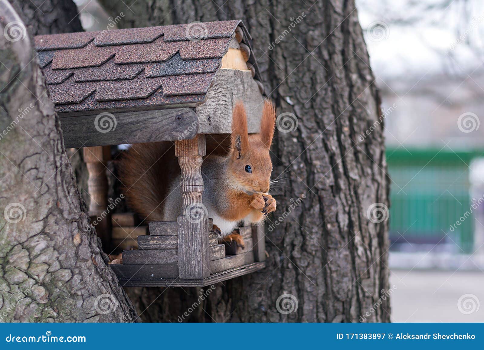 Squirrel on a Tree and Her House Stock Image - Image of bushy, hide ...