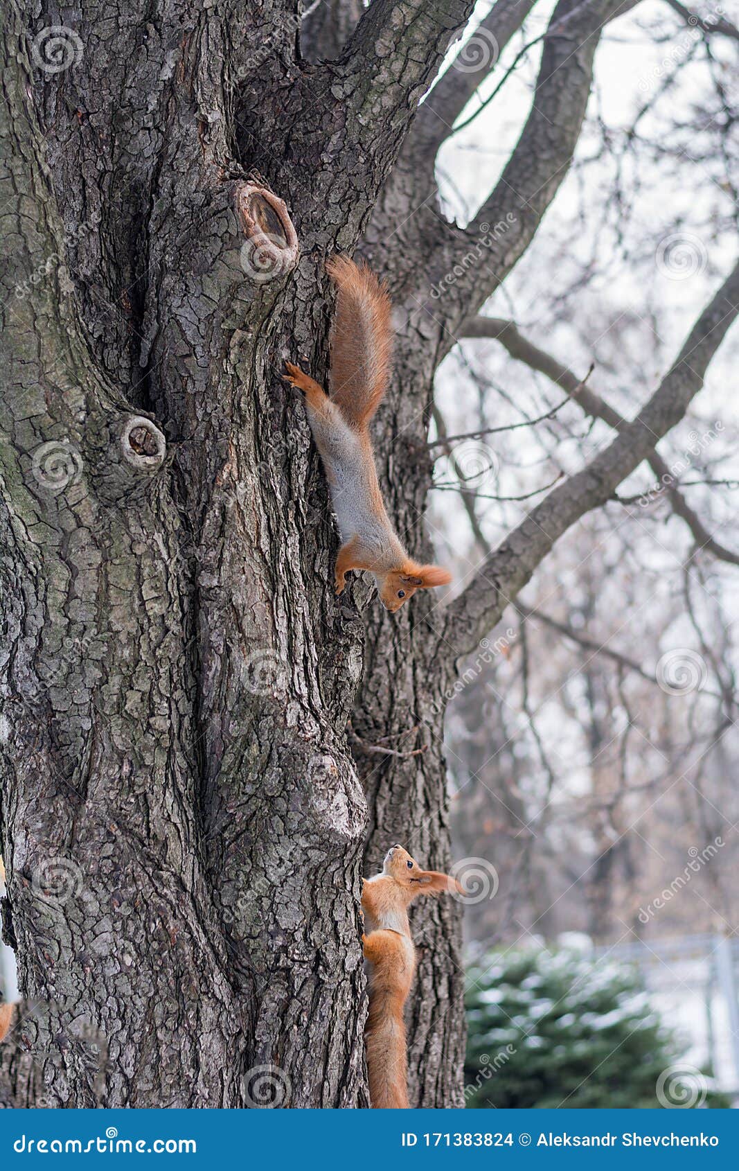 Squirrel on a Tree and Her House Stock Photo - Image of nature, ginger ...
