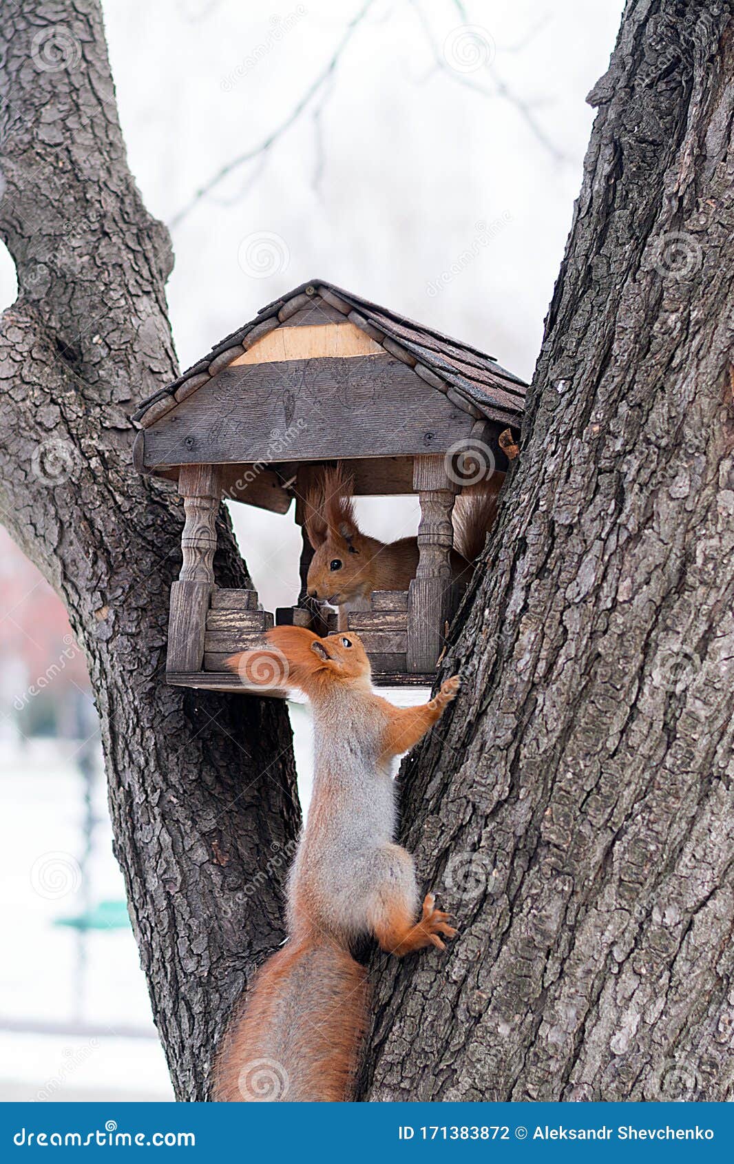 Squirrel on a Tree and Her House Stock Photo - Image of houseadorable ...