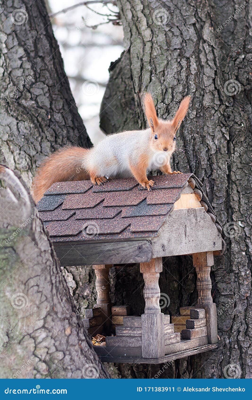 Squirrel on a Tree and Her House Stock Image - Image of nature, forest ...