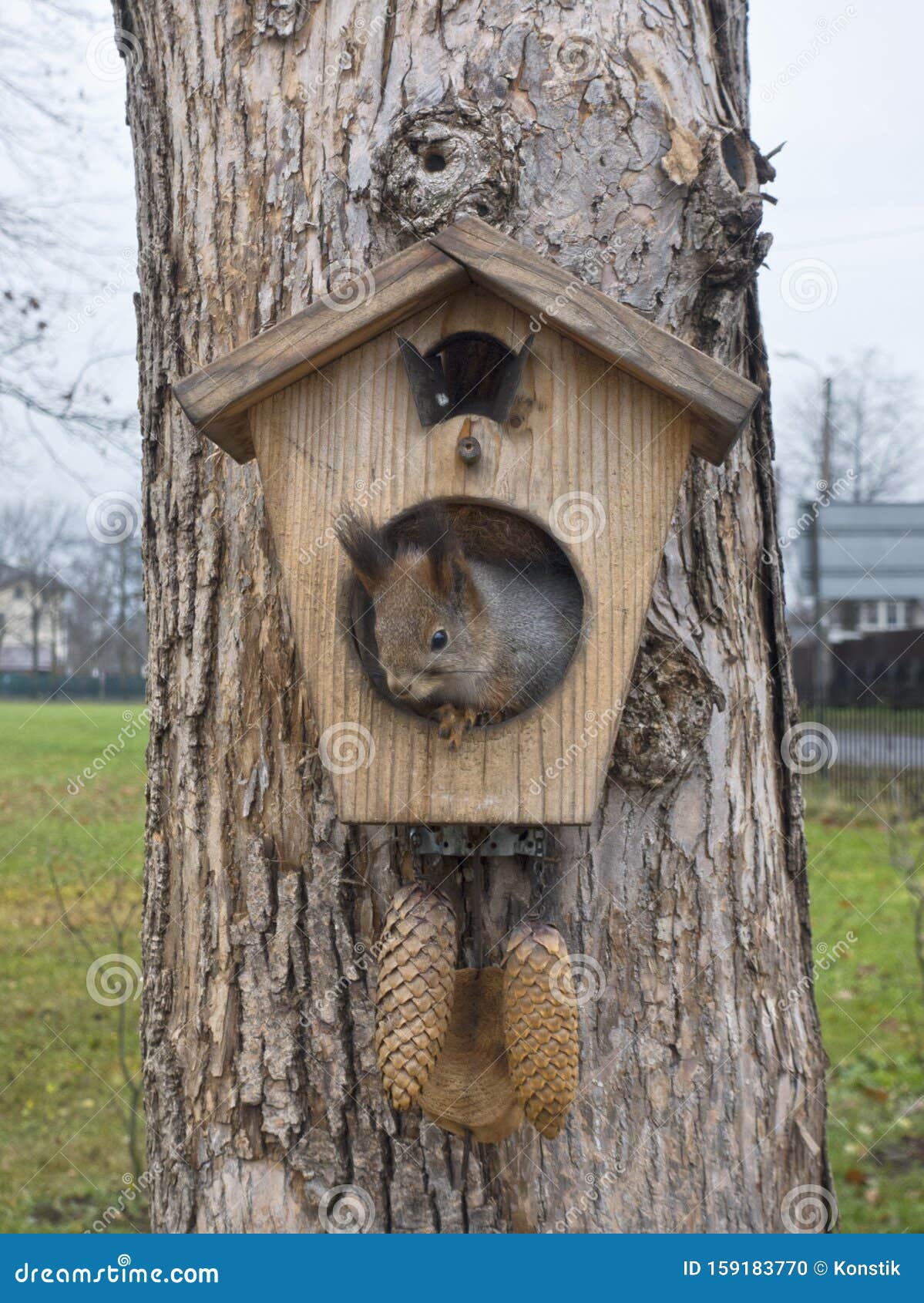 Squirrel on a Tree in a House Stock Photo - Image of tail, squirrel ...