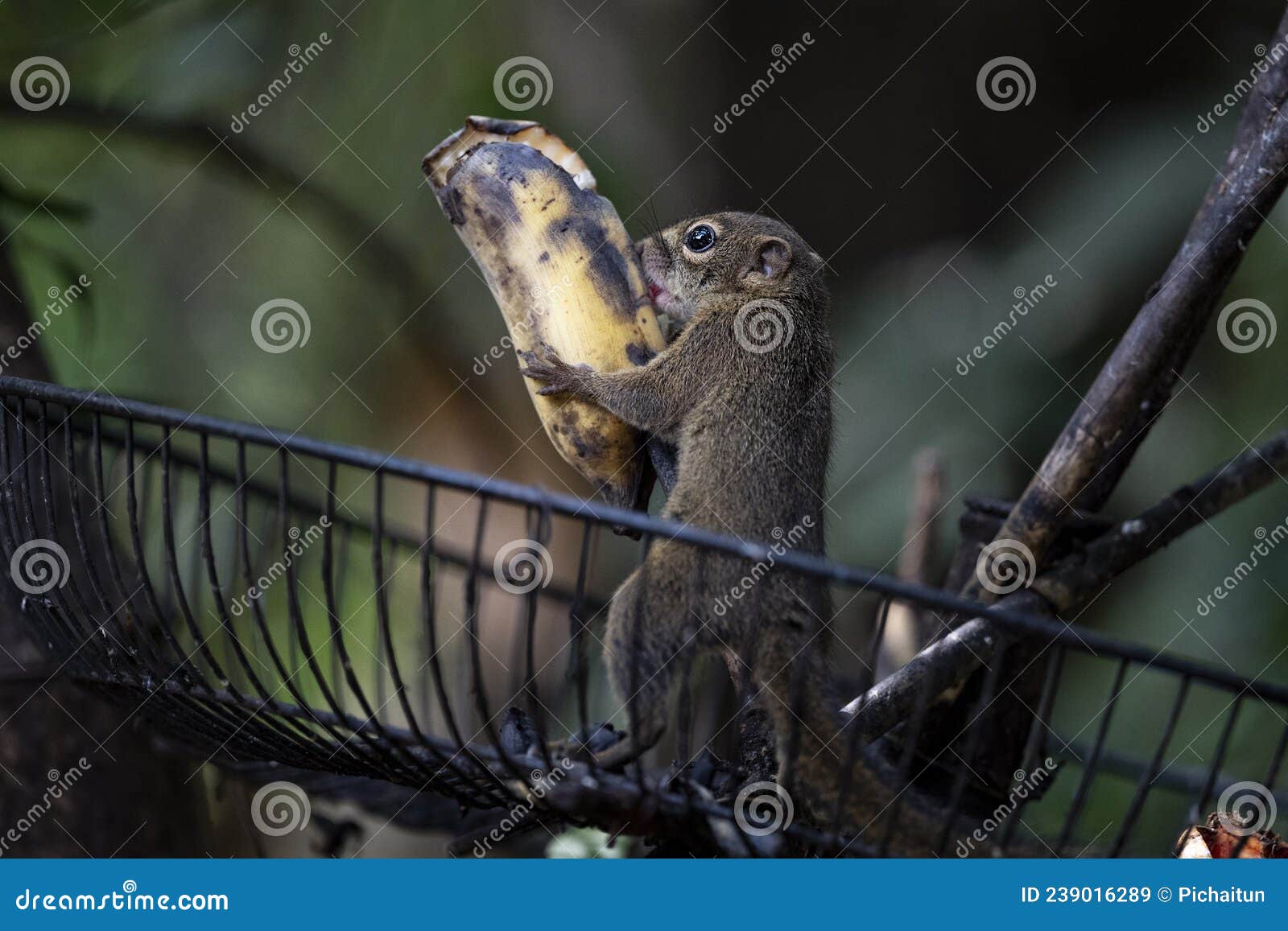 Squirrel stock image. Image of climber, tree, squirrel - 239016289