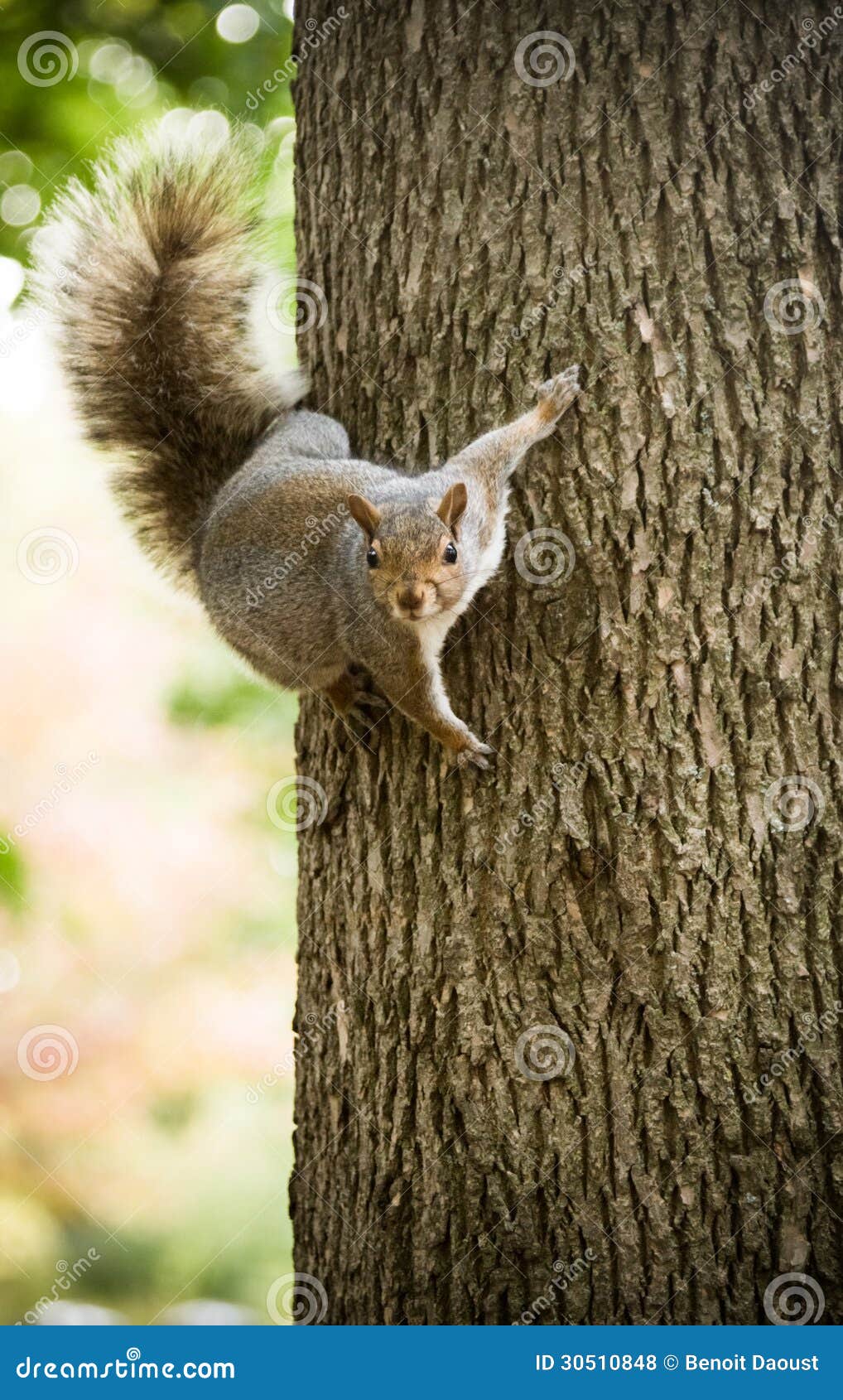 Squirrel on a tree stock photo. Image of camera, season - 30510848