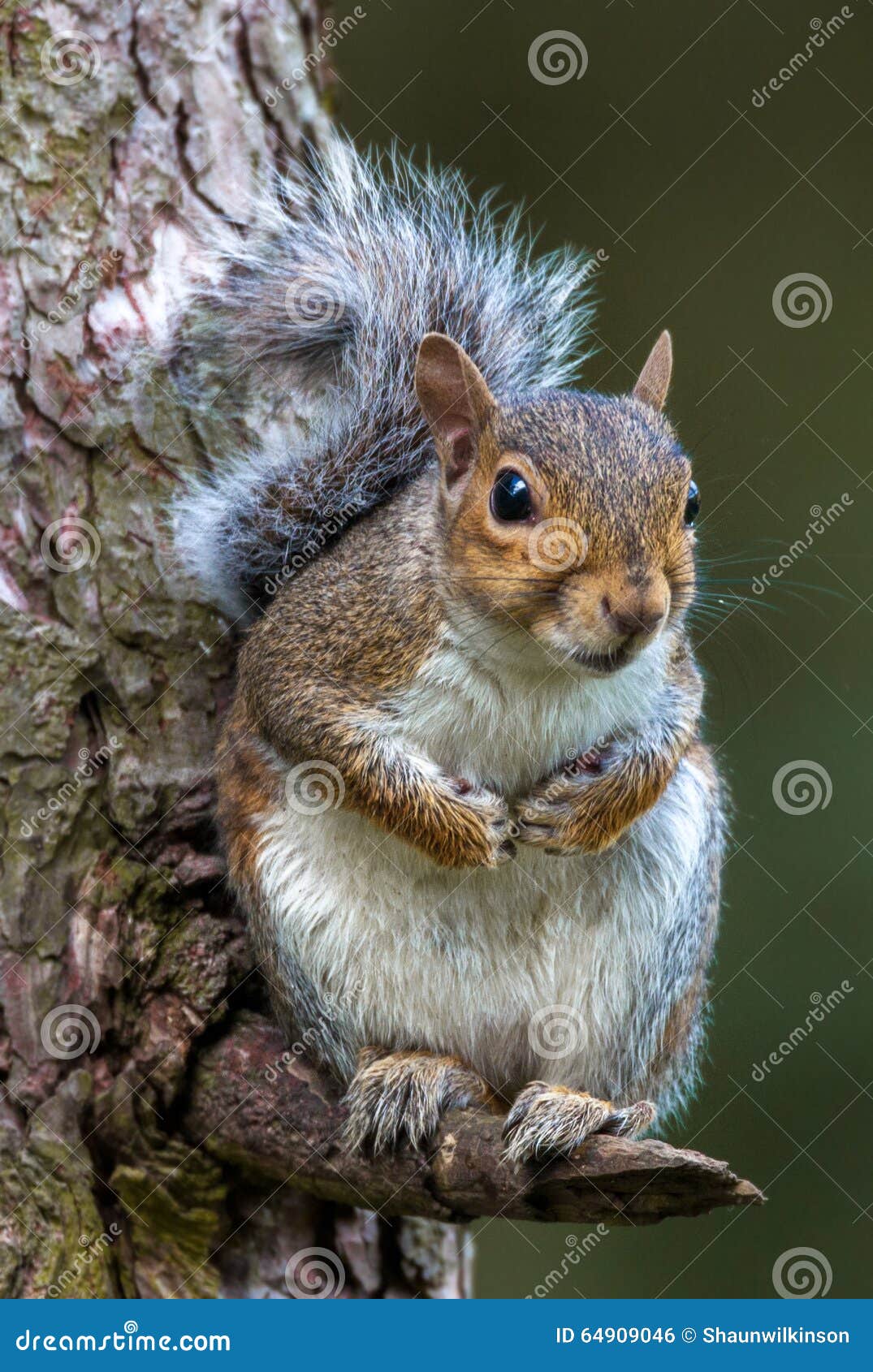 Squirrel in tree stock photo. Image of forest, eating - 64909046