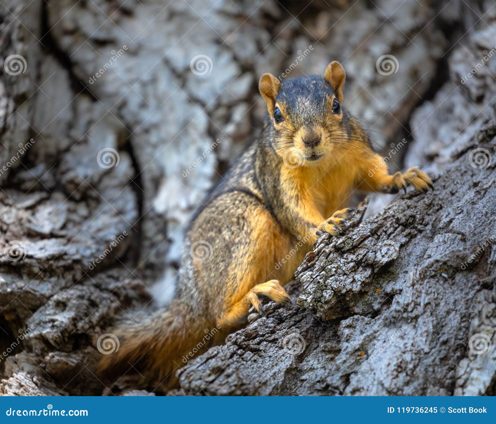 Squirrel in a Tree Looking at Camera Stock Image - Image of rodent ...