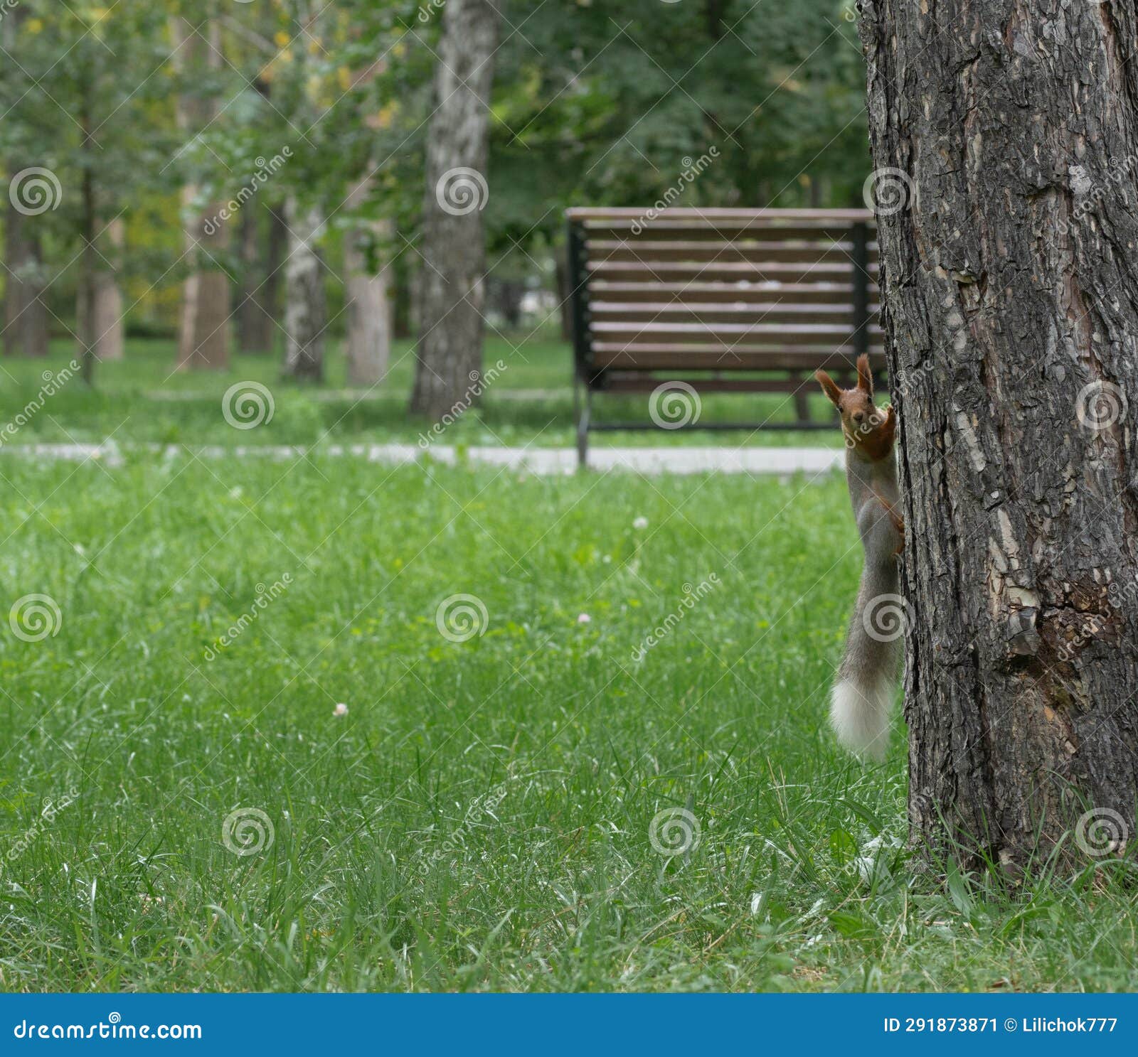Squirrel on a Tree Looking into the Frame Stock Image - Image of frame ...