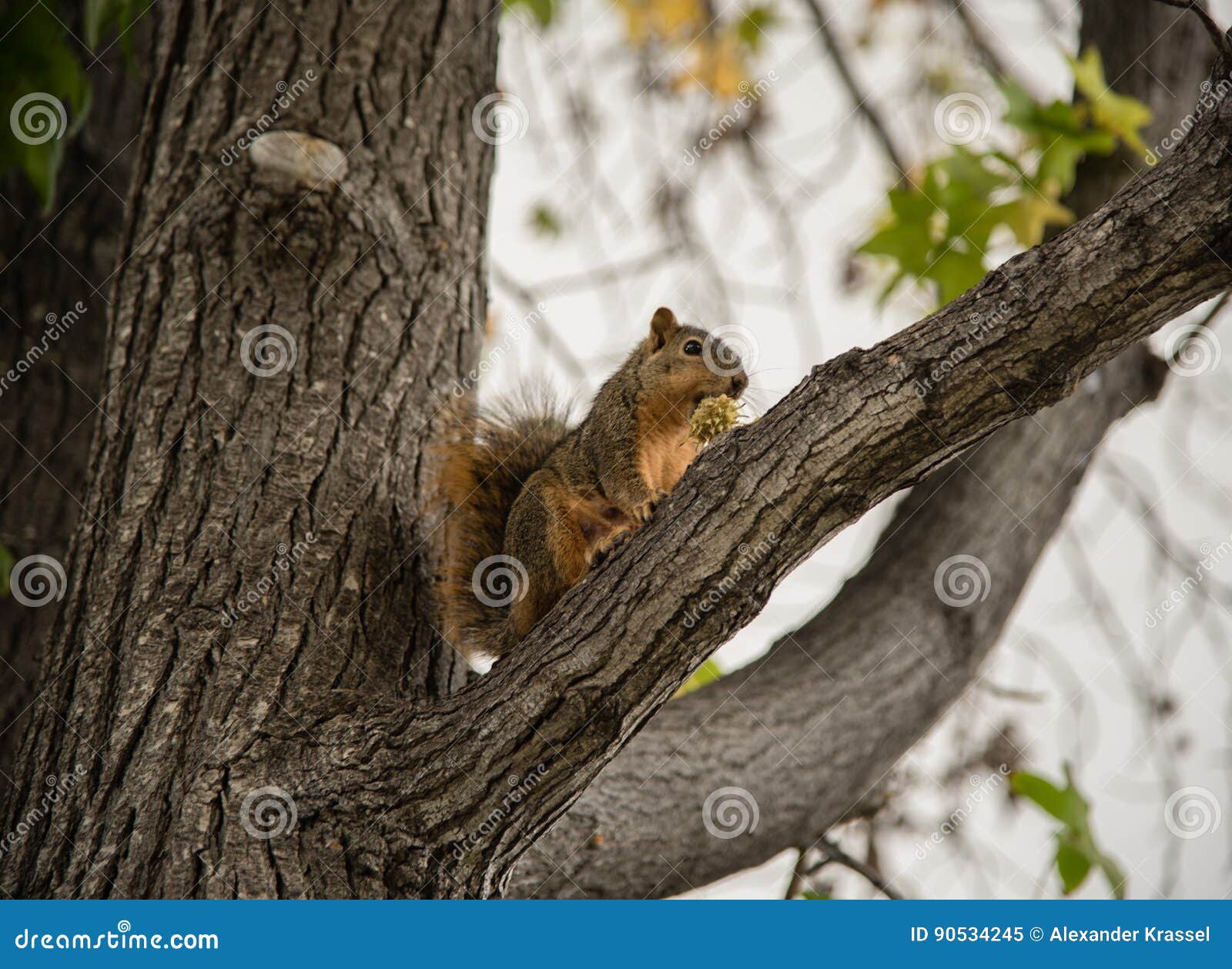 Squirrel in a tree stock image. Image of leaves, face - 90534245