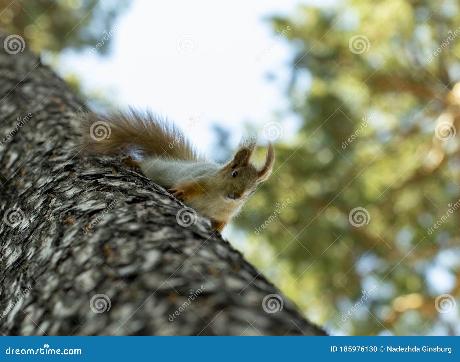 Squirrel in the Tree Monitors Security, the Ability of a Squirrel To ...