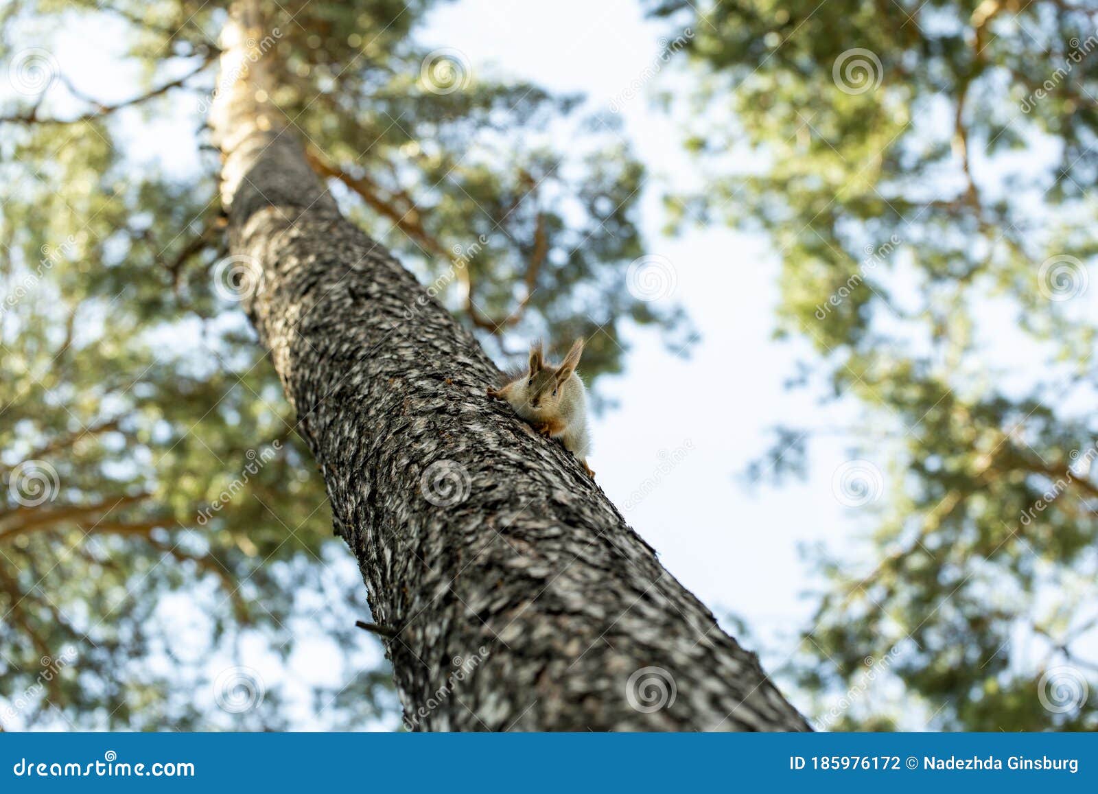 Squirrel in the Tree Monitors Security, the Ability of a Squirrel To ...