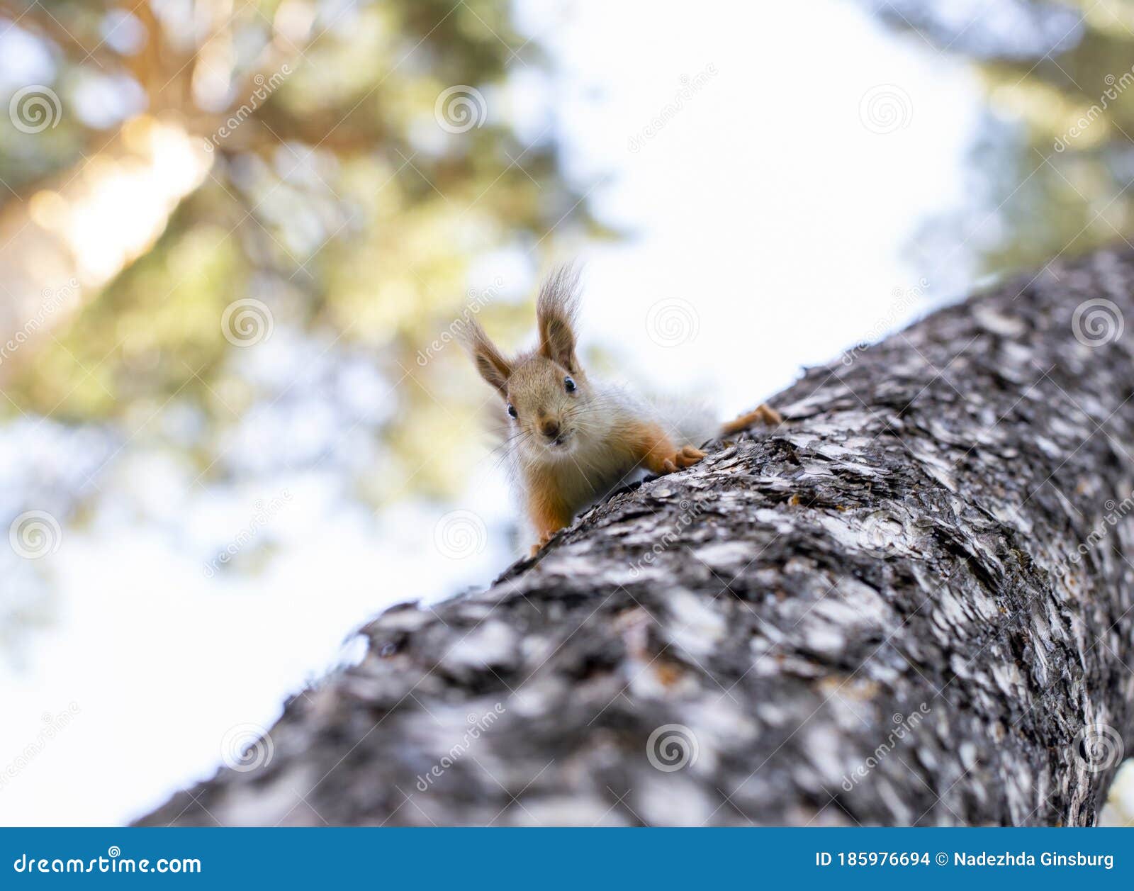 Squirrel in the Tree Monitors Security, the Ability of a Squirrel To ...