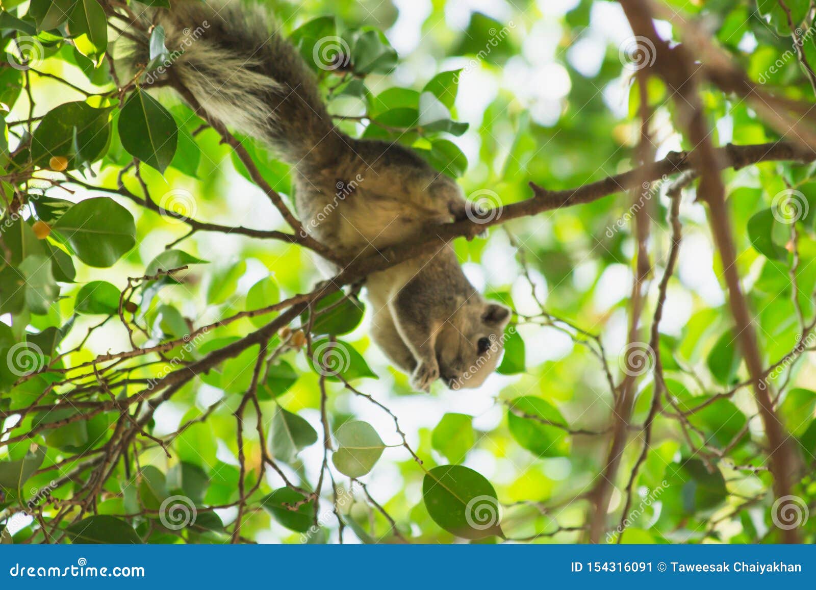 Squirrel on Tree, Animal in Wild Life Stock Image - Image of branch ...