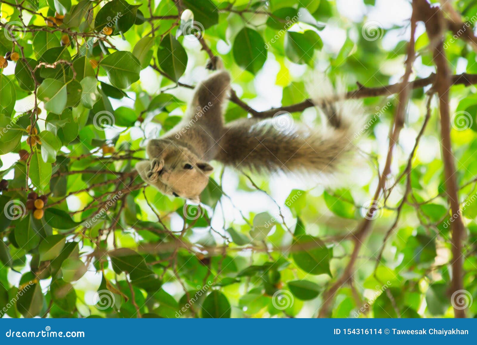 Squirrel on Tree, the Squirrel in Wild Stock Photo - Image of branch ...