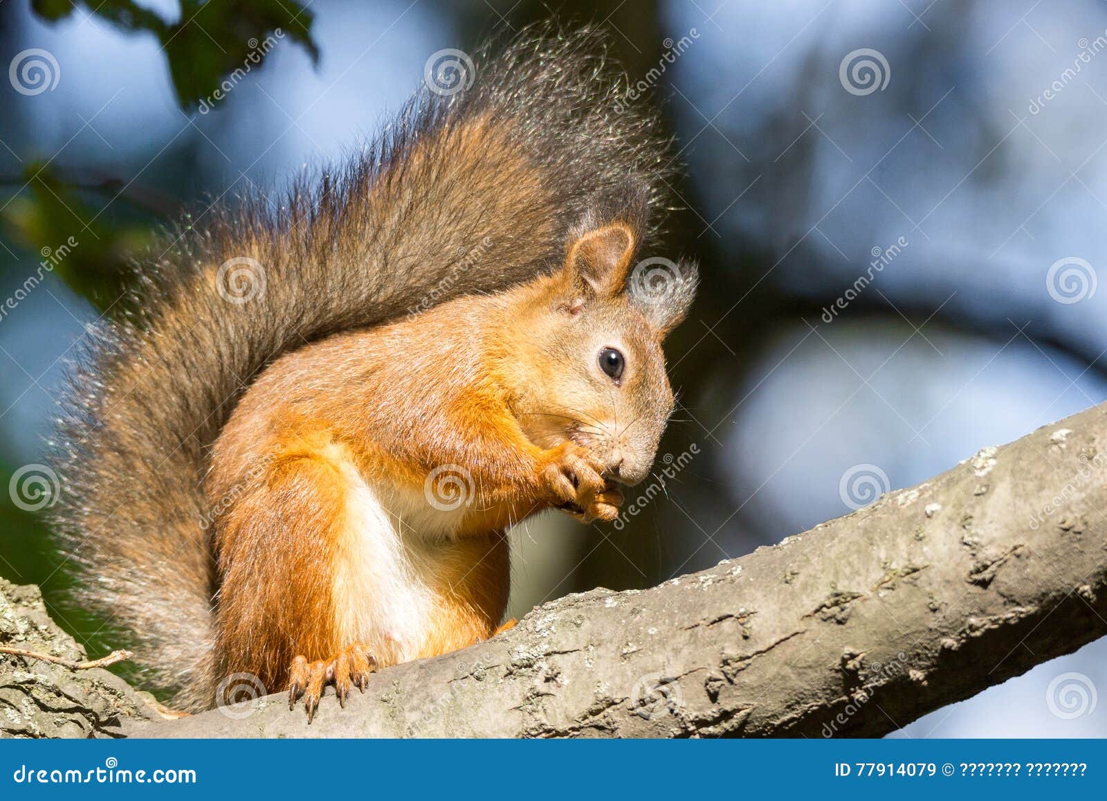 Squirrel on a tree stock image. Image of wildlife, claw - 77914079