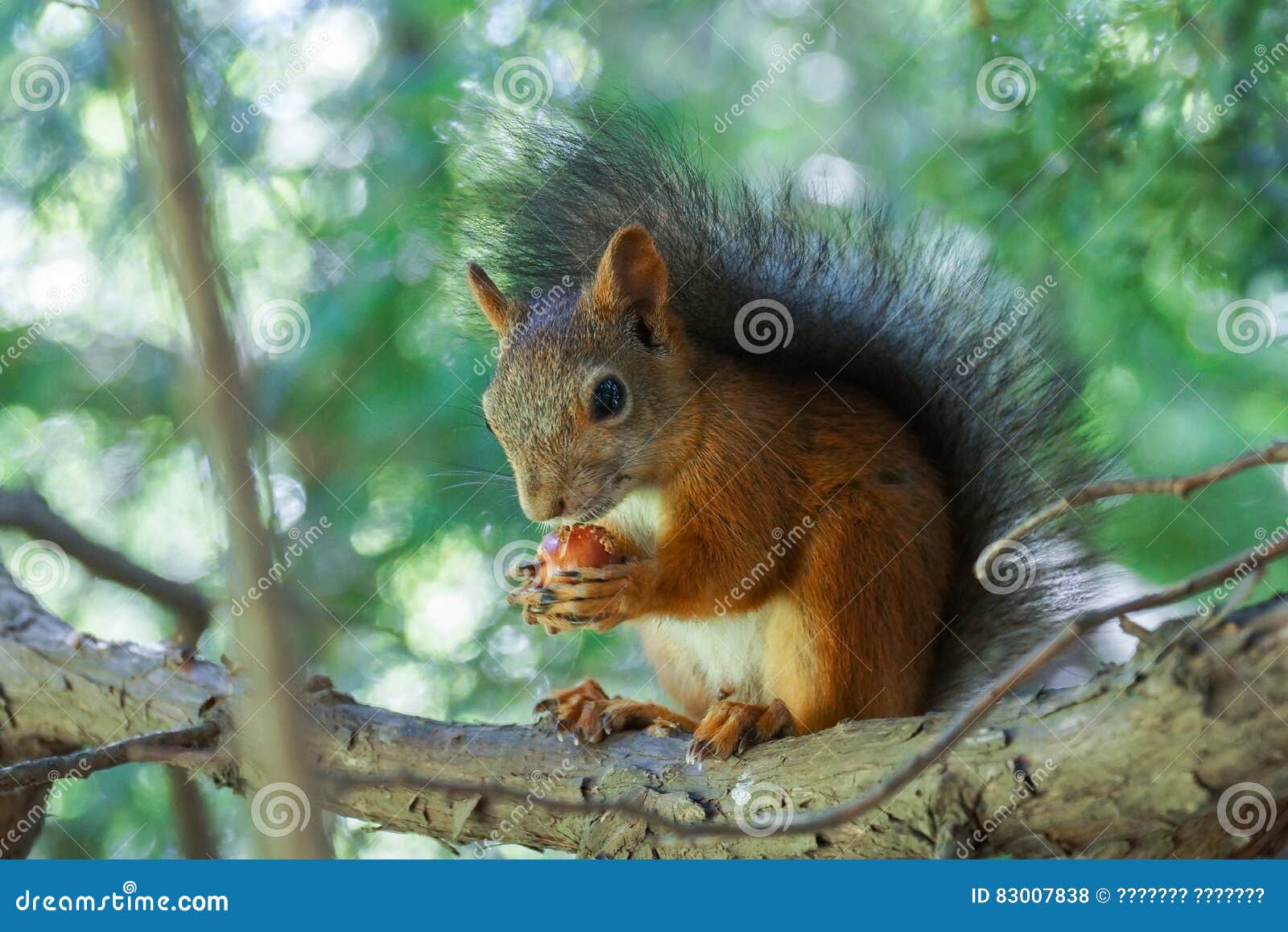 Squirrel on a tree stock photo. Image of small, cute - 83007838