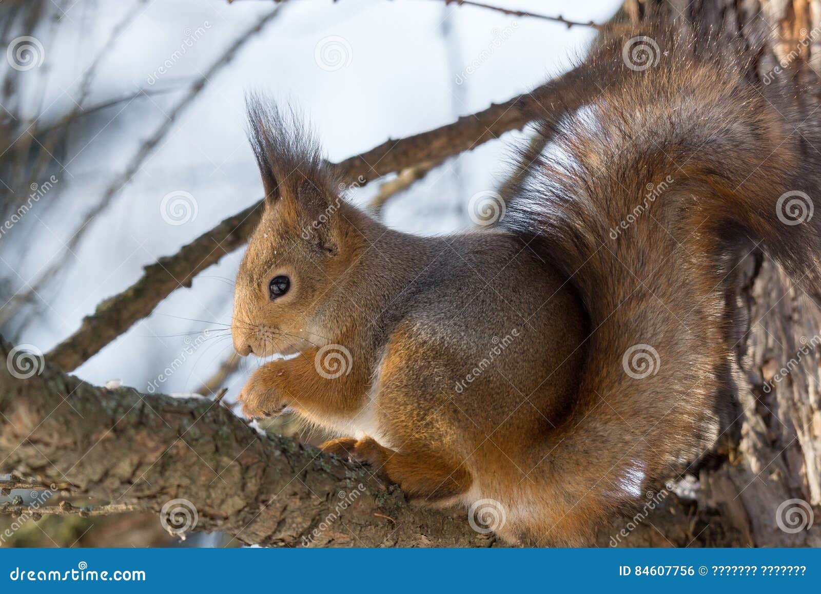 Squirrel on a tree stock photo. Image of autumn, nature - 84607756