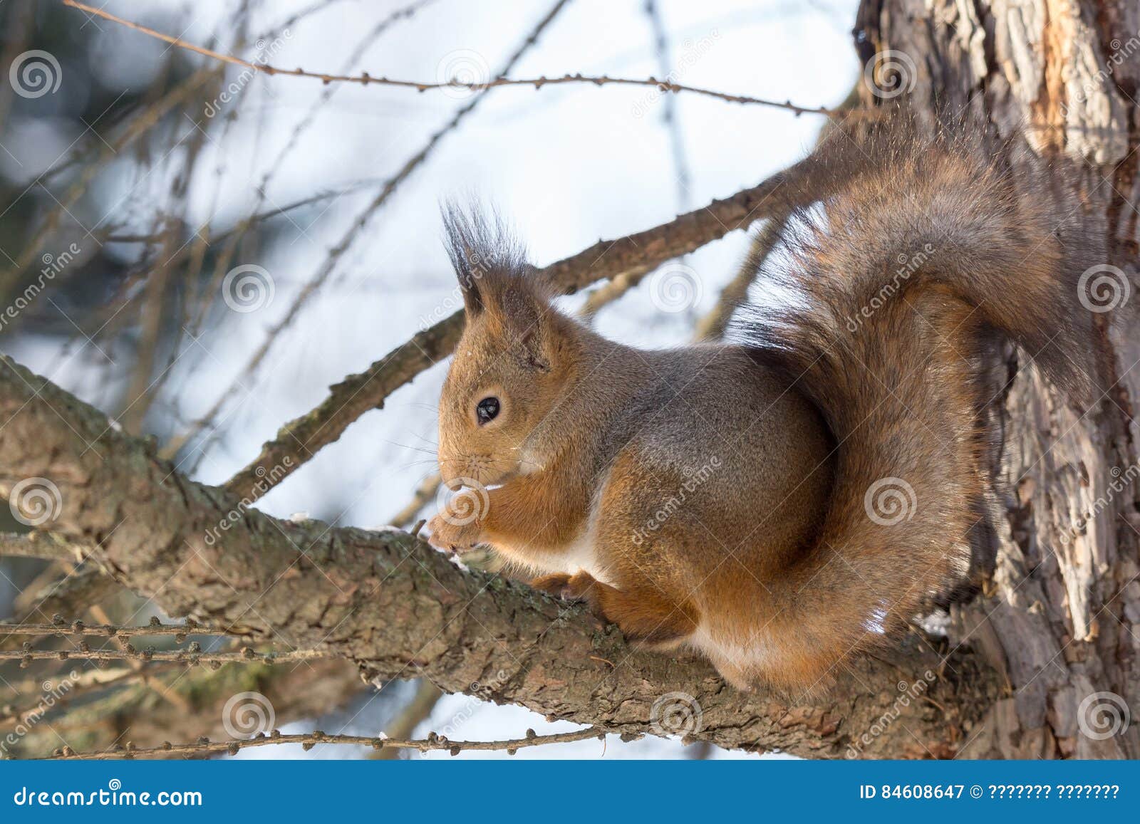 Squirrel on a tree stock image. Image of hungry, rodent - 84608647