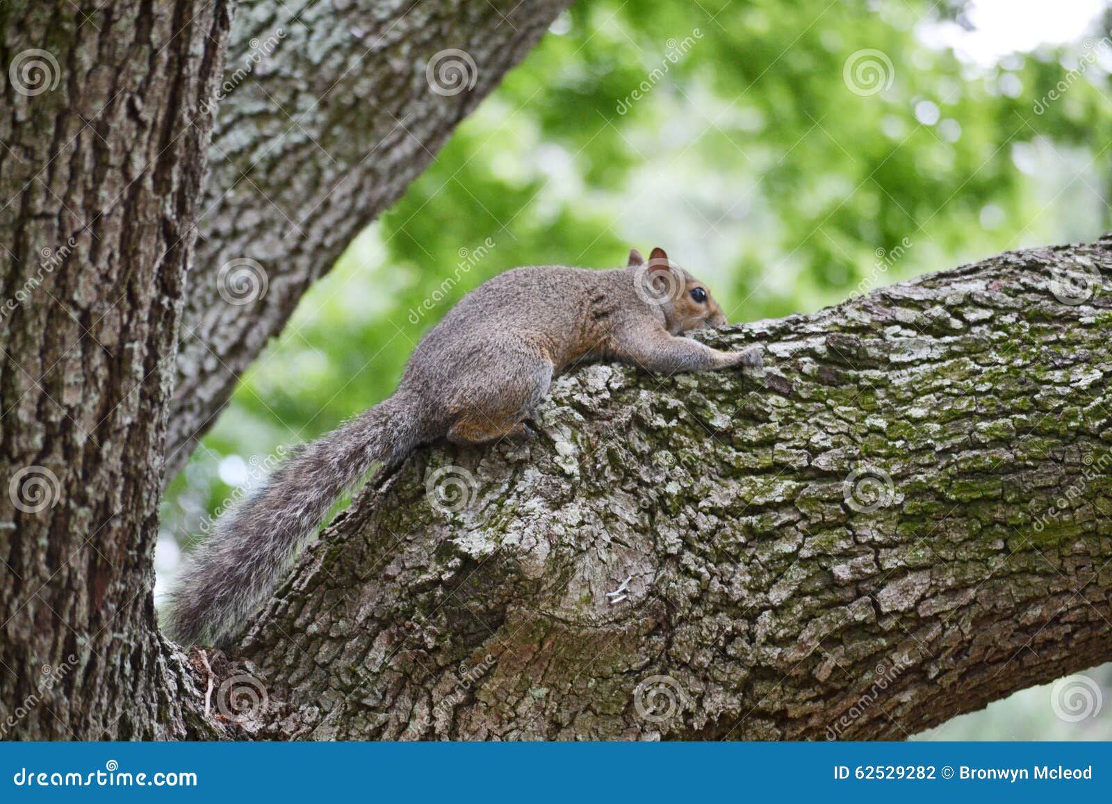 Squirrel on tree stock photo. Image of space, nature - 62529282