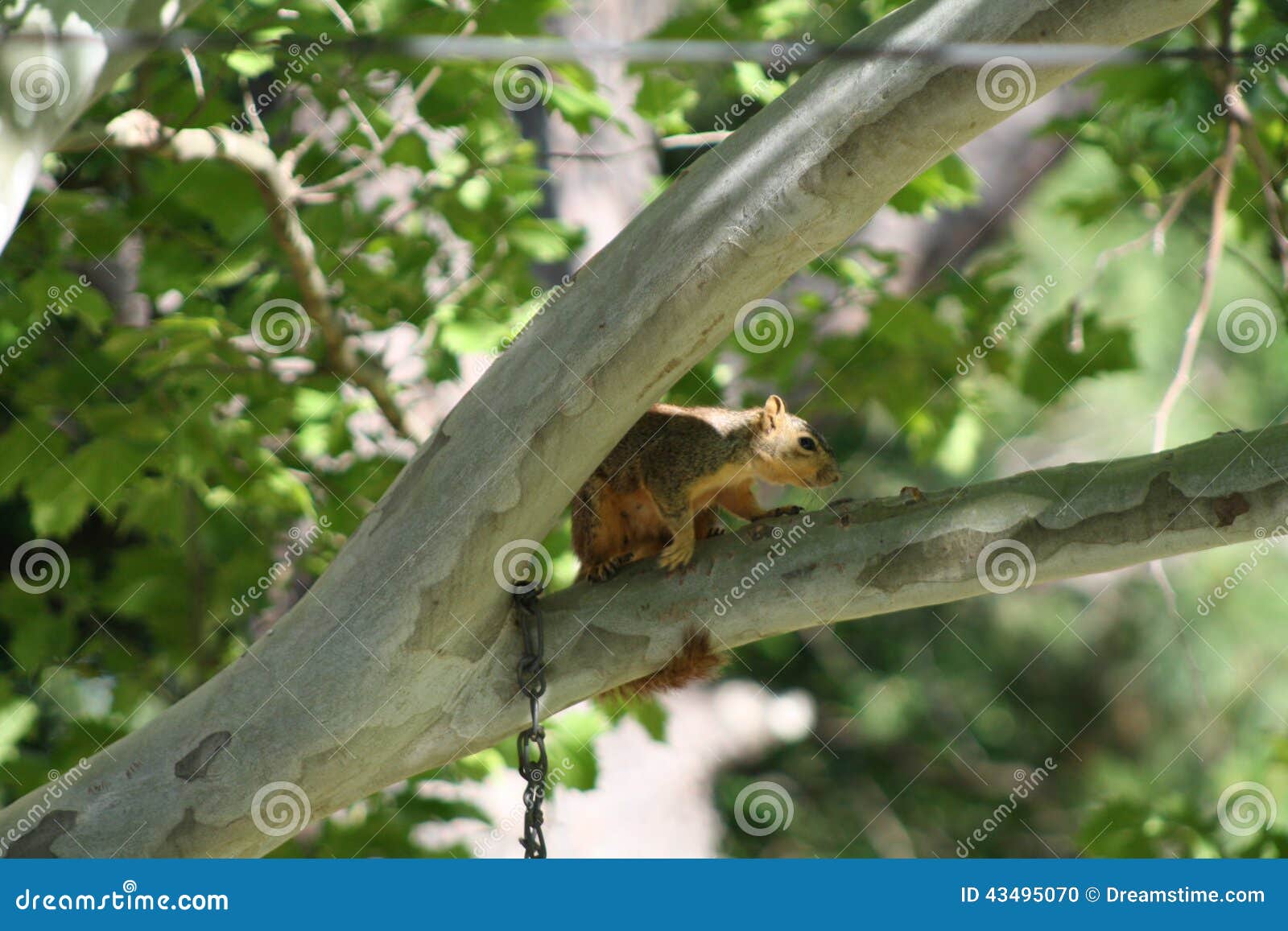 Squirrel in the tree stock photo. Image of tree, sitting - 43495070