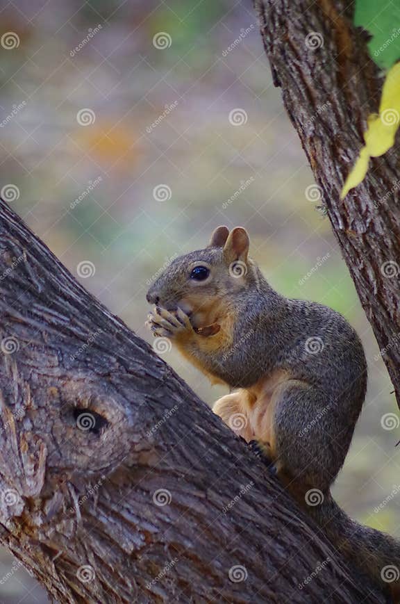 Squirrel munching stock image. Image of munching, squirrel - 261718155