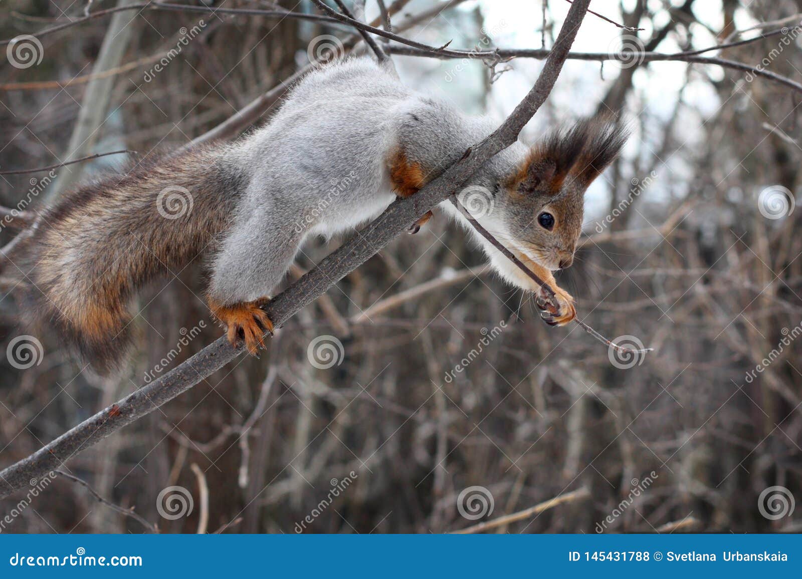 Squirrel on a Tree in the Spring Forest Stock Photo - Image of animal ...