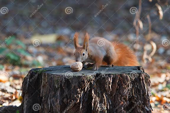 Squirrel on a tree stump stock image. Image of stump - 27558231
