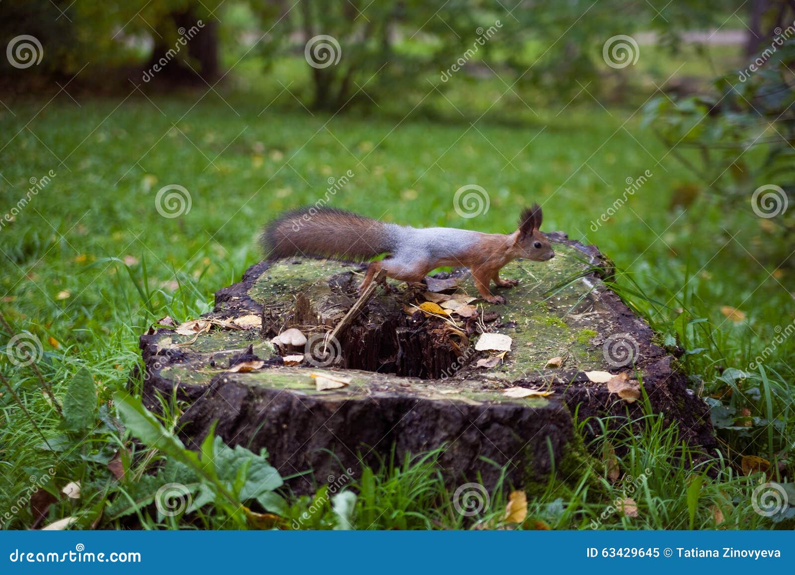 Squirrel on a tree stump. stock image. Image of forestn - 63429645