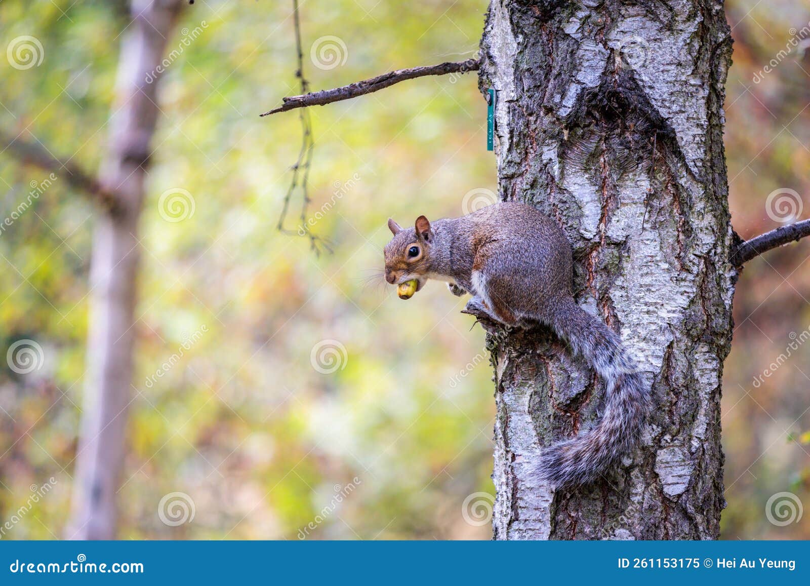 Squirrel on a tree, summer stock image. Image of squirrel - 261153175