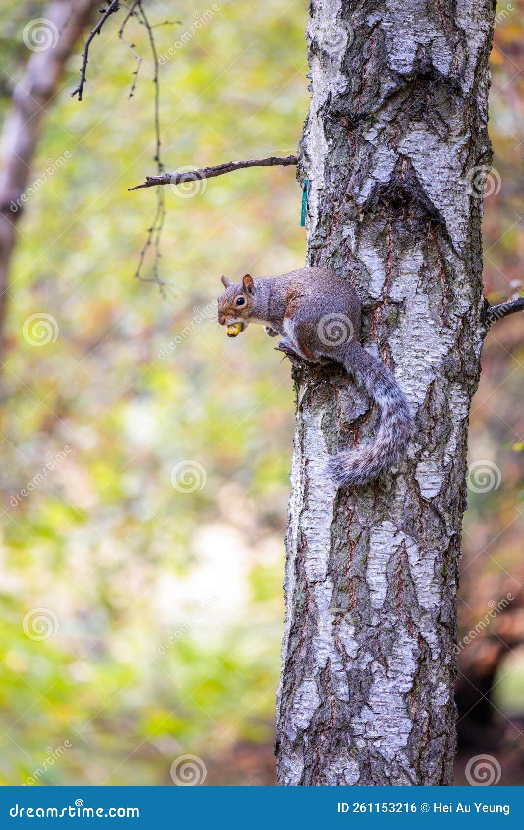Squirrel on a tree, summer stock photo. Image of outdoor - 261153216