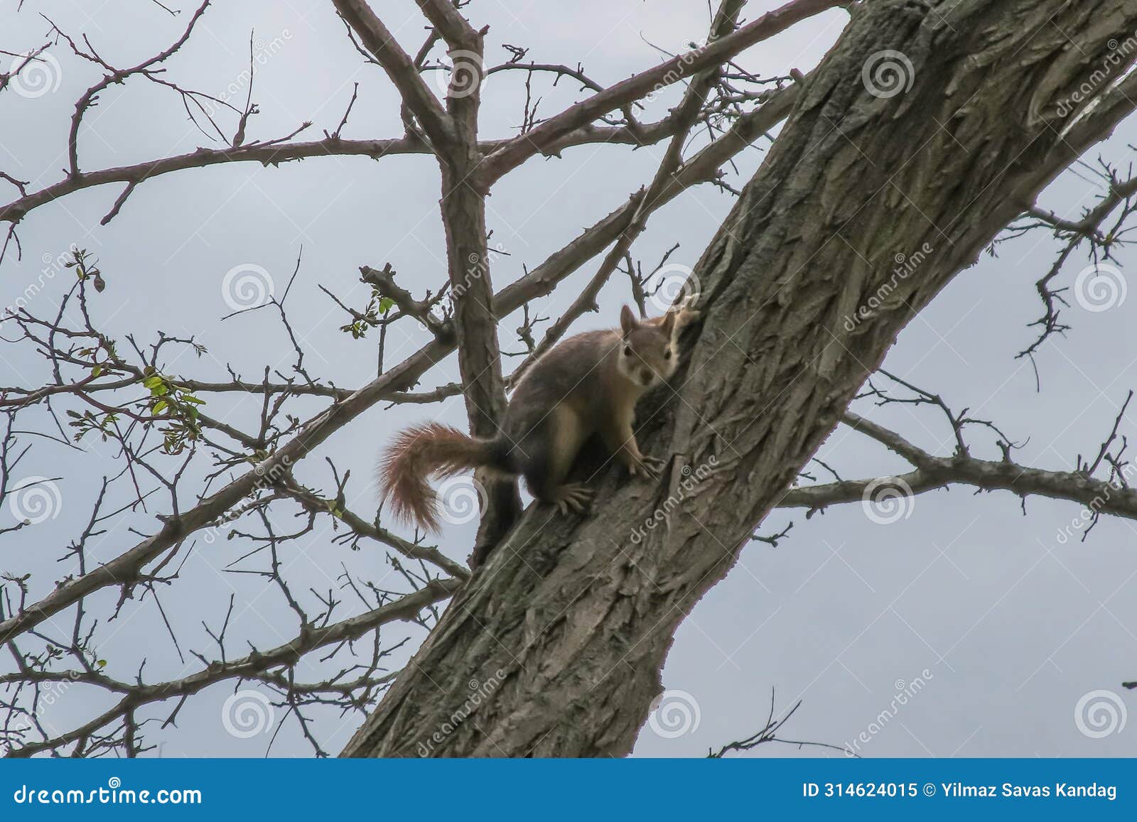 Squirrel on a Tree in the Rainforest Stock Image - Image of cartoon ...