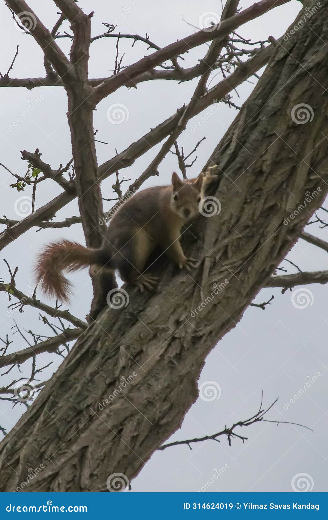 Squirrel on a Tree in the Rainforest Stock Image - Image of wood ...