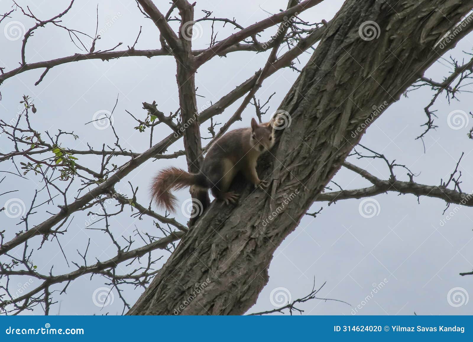 Squirrel on a Tree in the Rainforest Stock Photo - Image of design ...