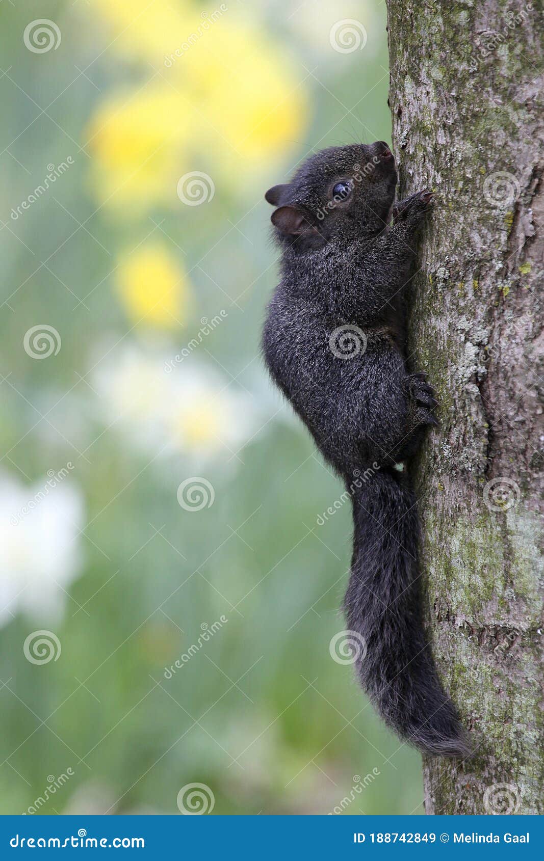 Squirrel on a tree trunk stock image. Image of cute - 188742849