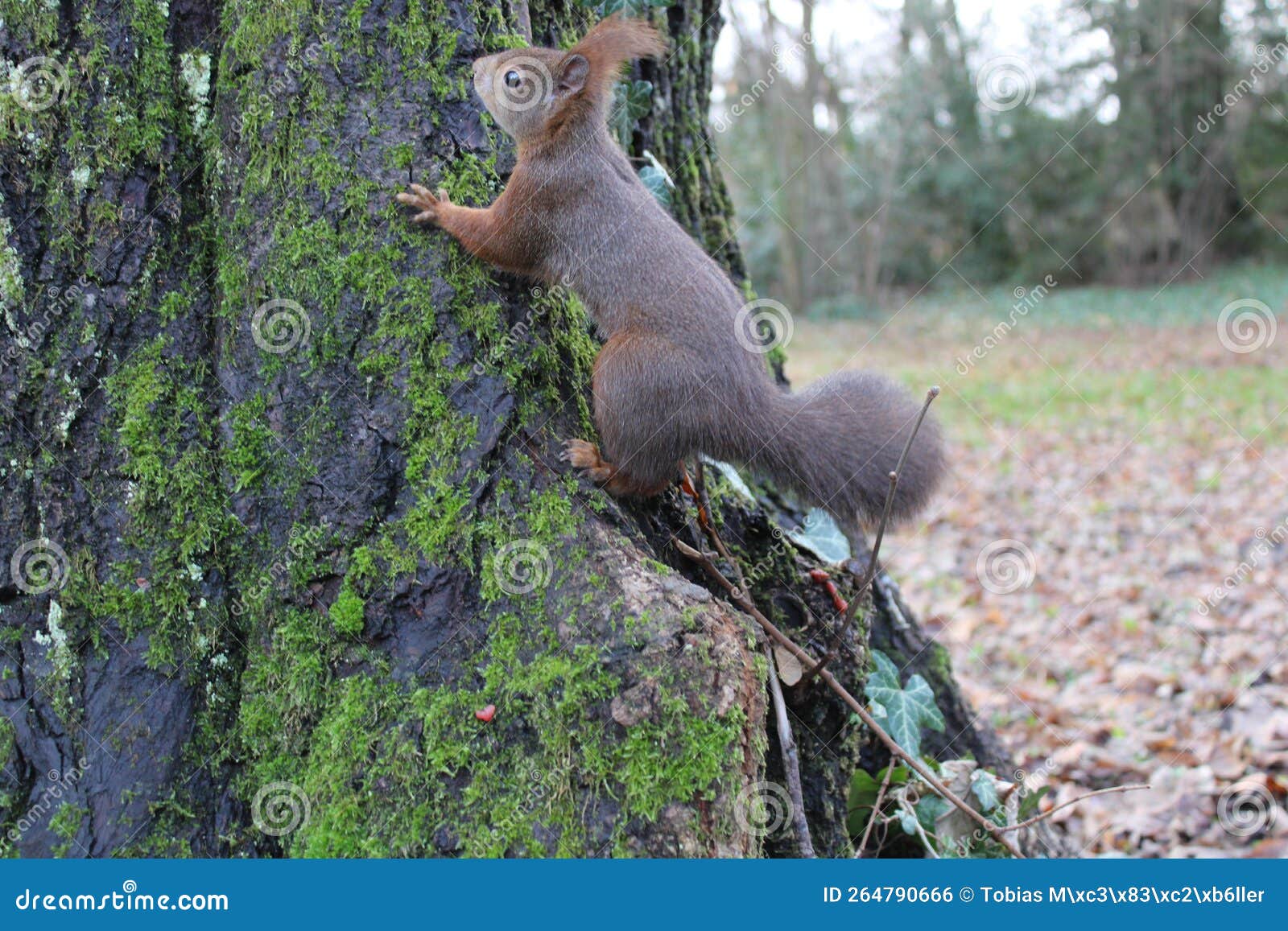 Squirrel on a tree trunk stock photo. Image of furry - 264790666