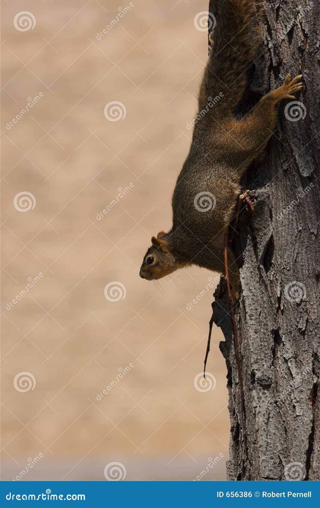 Squirrel on Tree Trunk stock photo. Image of brown, background - 656386