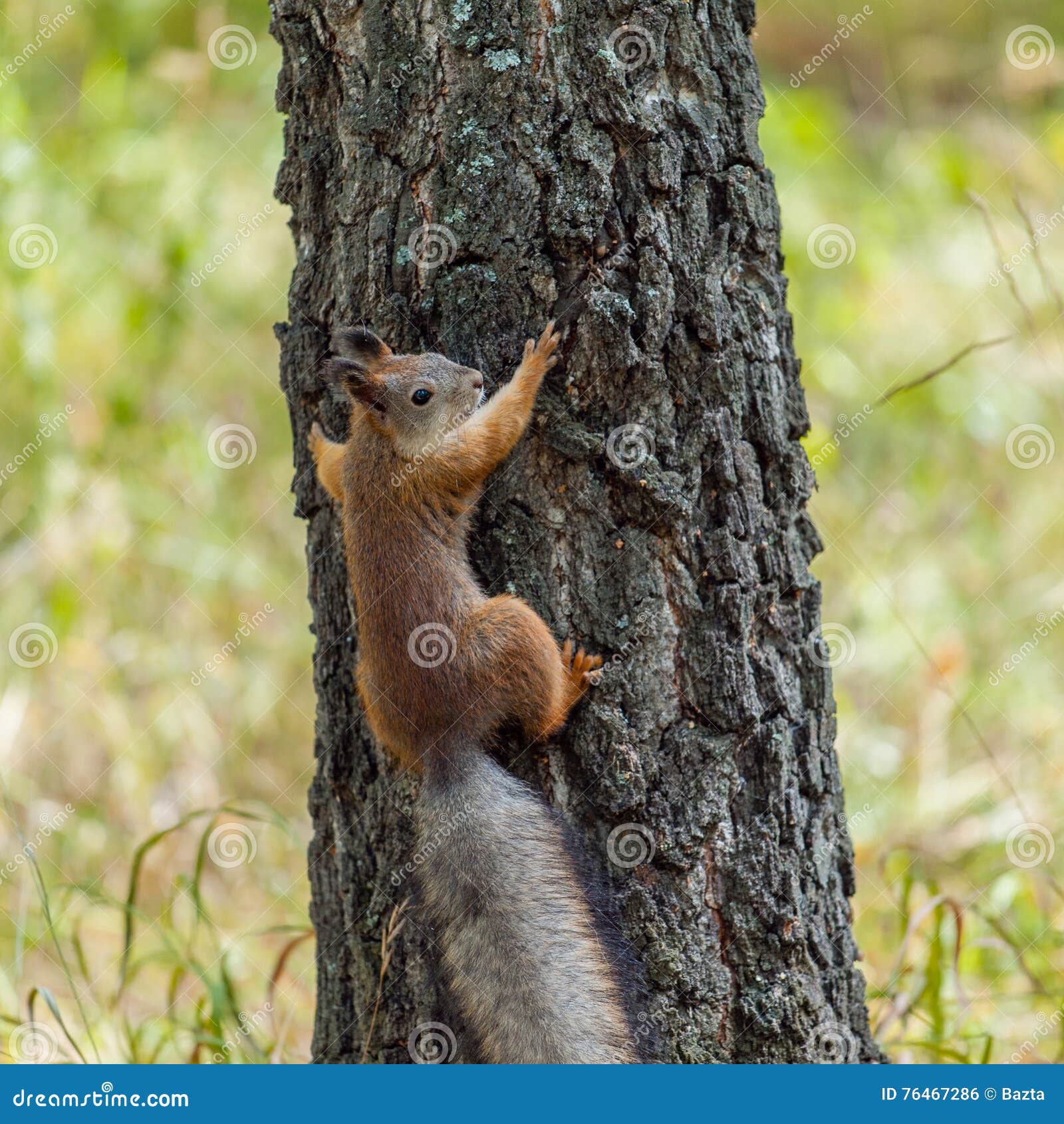 Squirrel on a tree trunk stock photo. Image of branch - 76467286