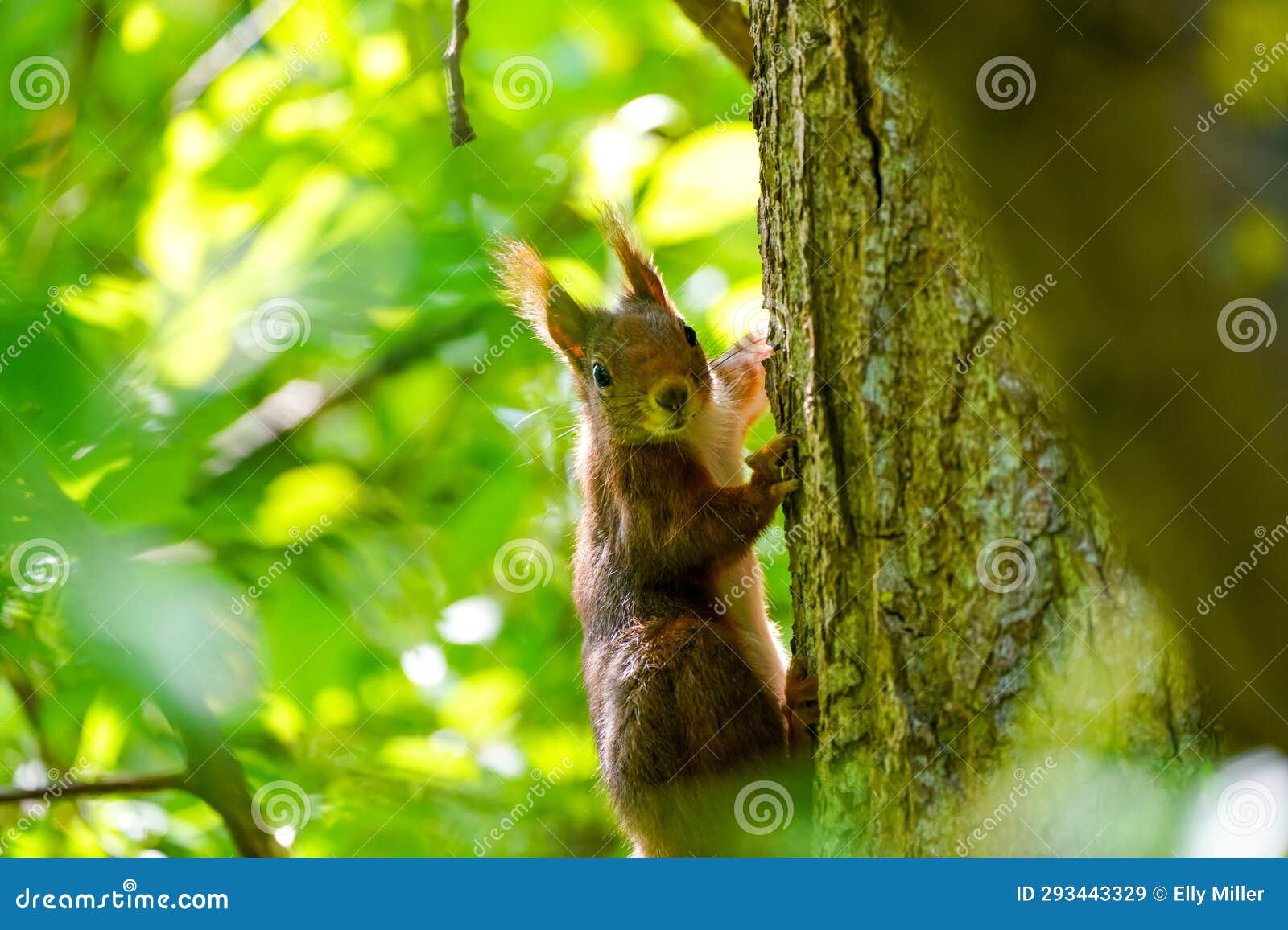 Squirrel on a tree trunk stock image. Image of mammal - 293443329