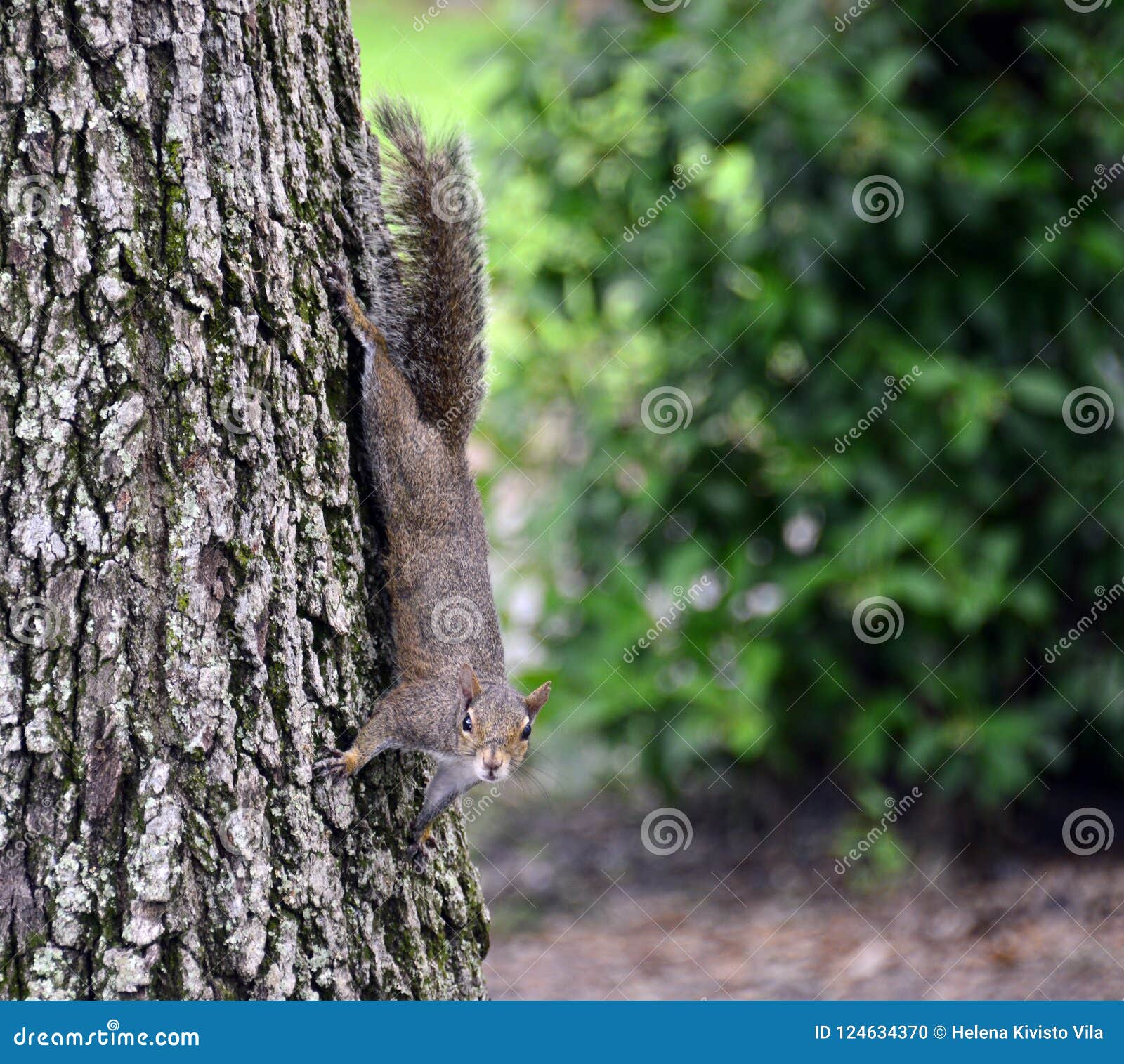 Squirrel on a tree trunk stock photo. Image of focused - 124634370