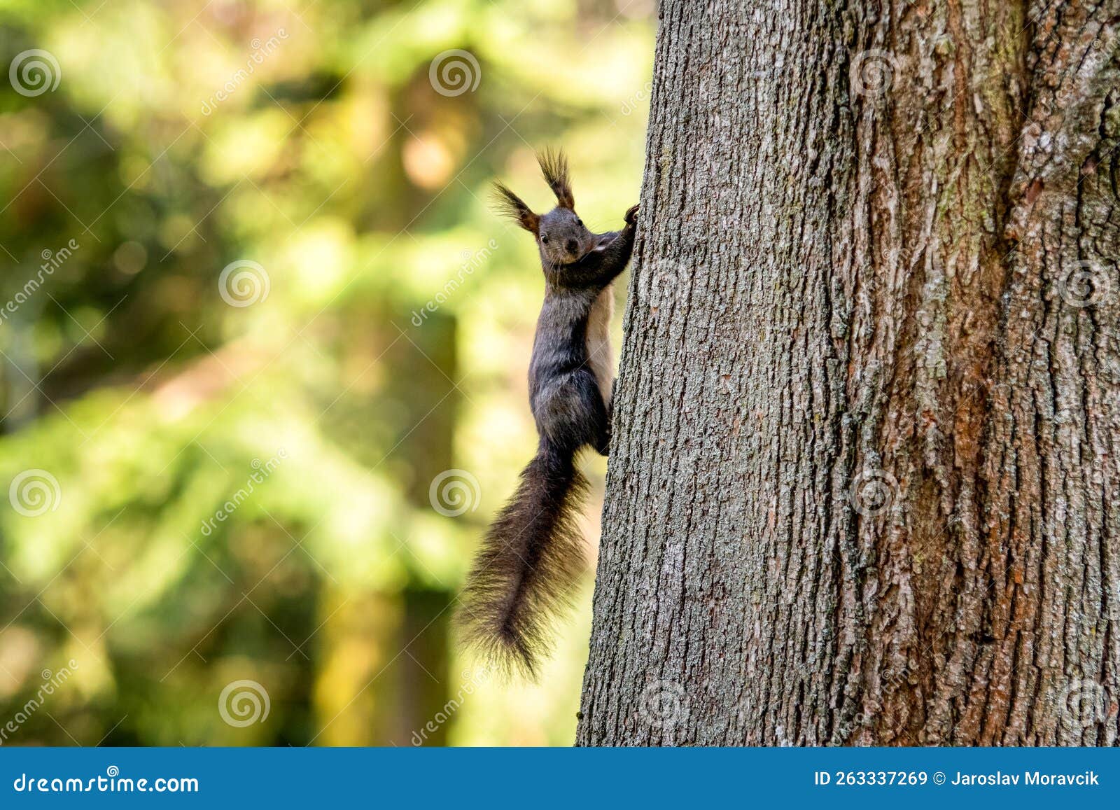 Squirrel on a Tree Trunk Looking into the Shot Stock Image - Image of ...