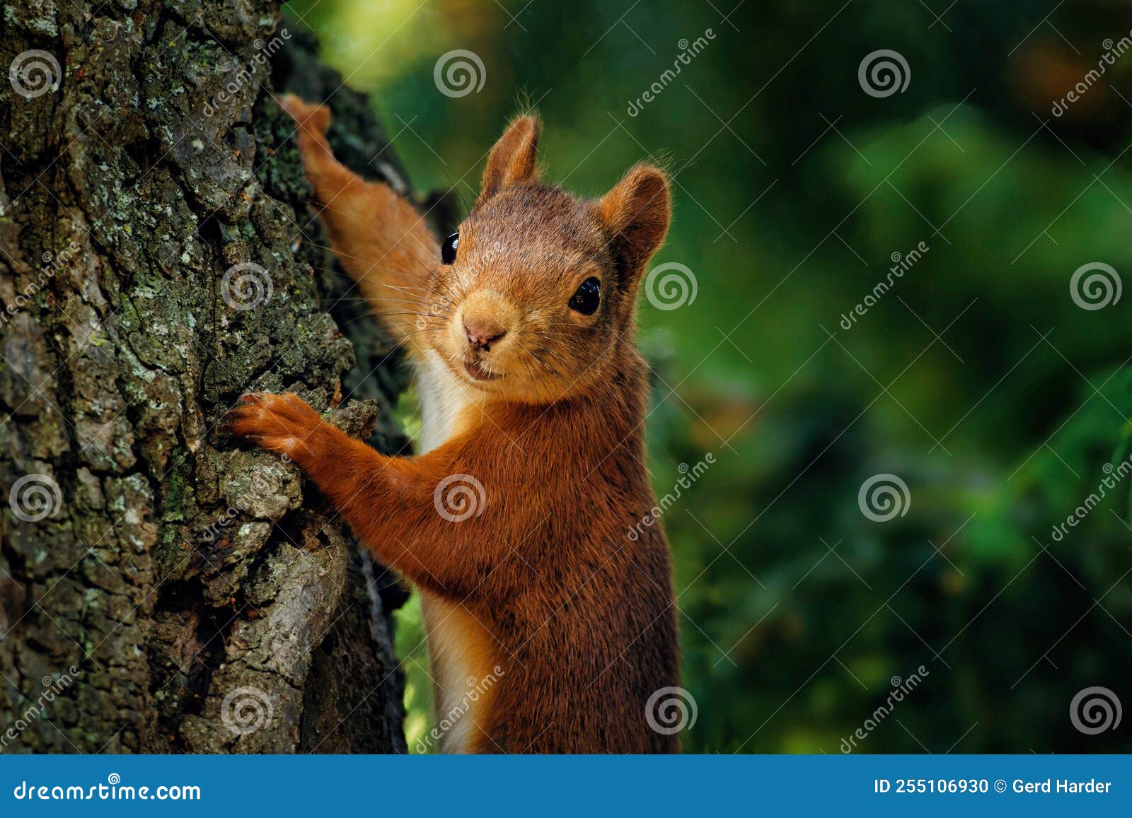 Squirrel on a Tree Trunk Looks Happily Stock Photo - Image of look ...