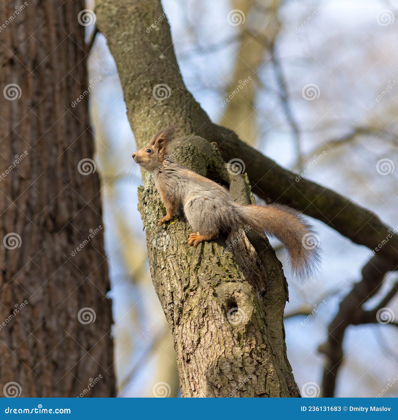 Squirrel on a tree trunk stock image. Image of brown - 236131683