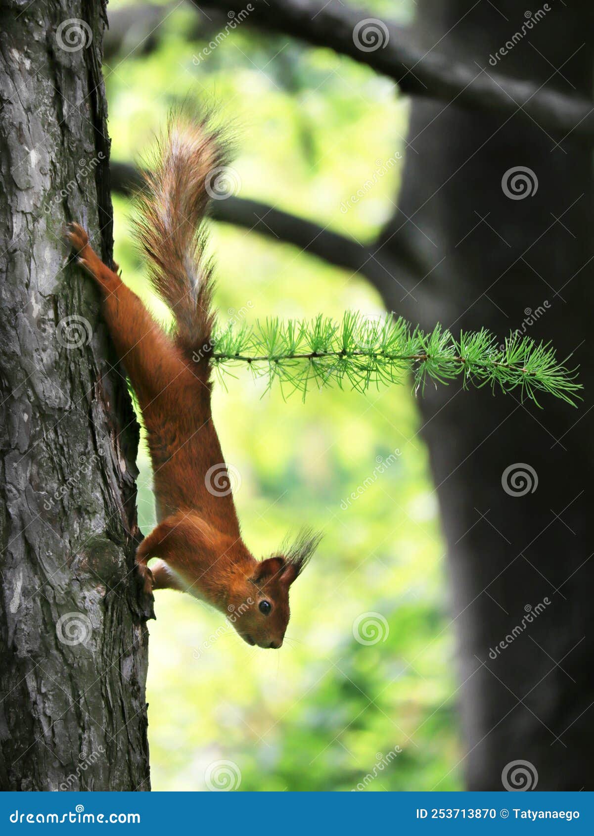 Squirrel on tree trunk stock photo. Image of small, climbing - 253713870