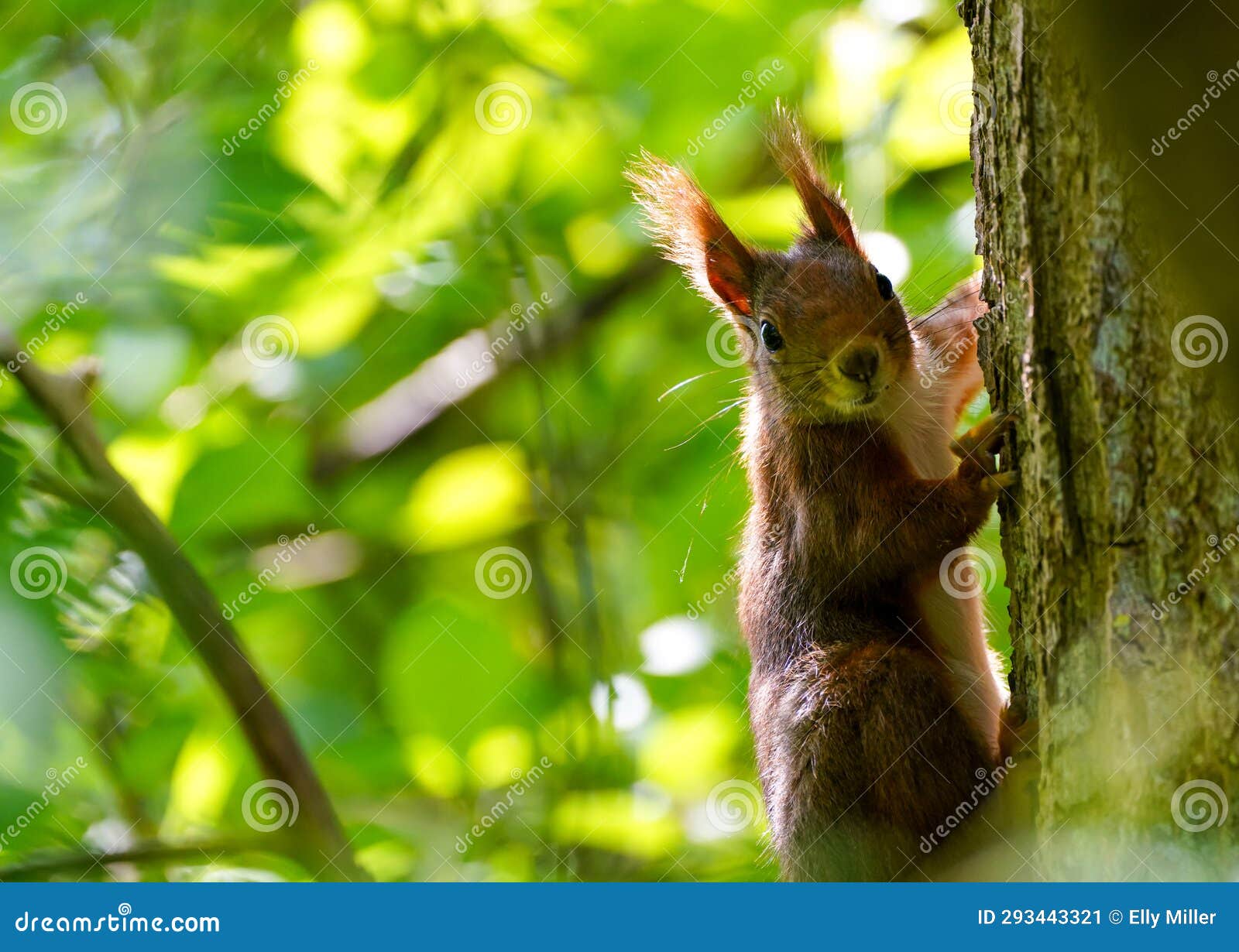 Squirrel on a tree trunk stock image. Image of cute - 293443321