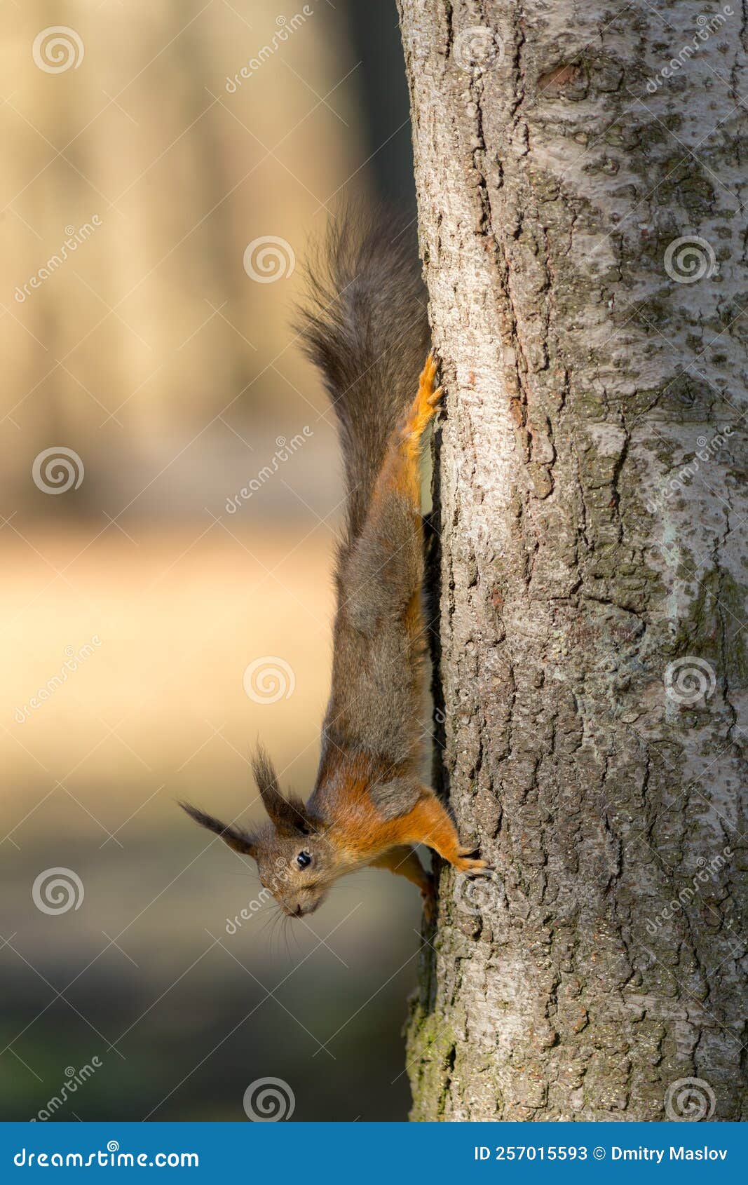 Squirrel on a tree trunk stock image. Image of squirrel - 257015593