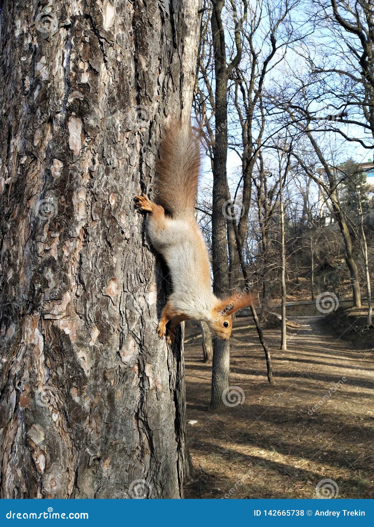 Squirrel Tree Trunk Stock Photos - Download 3,962 Royalty Free Photos