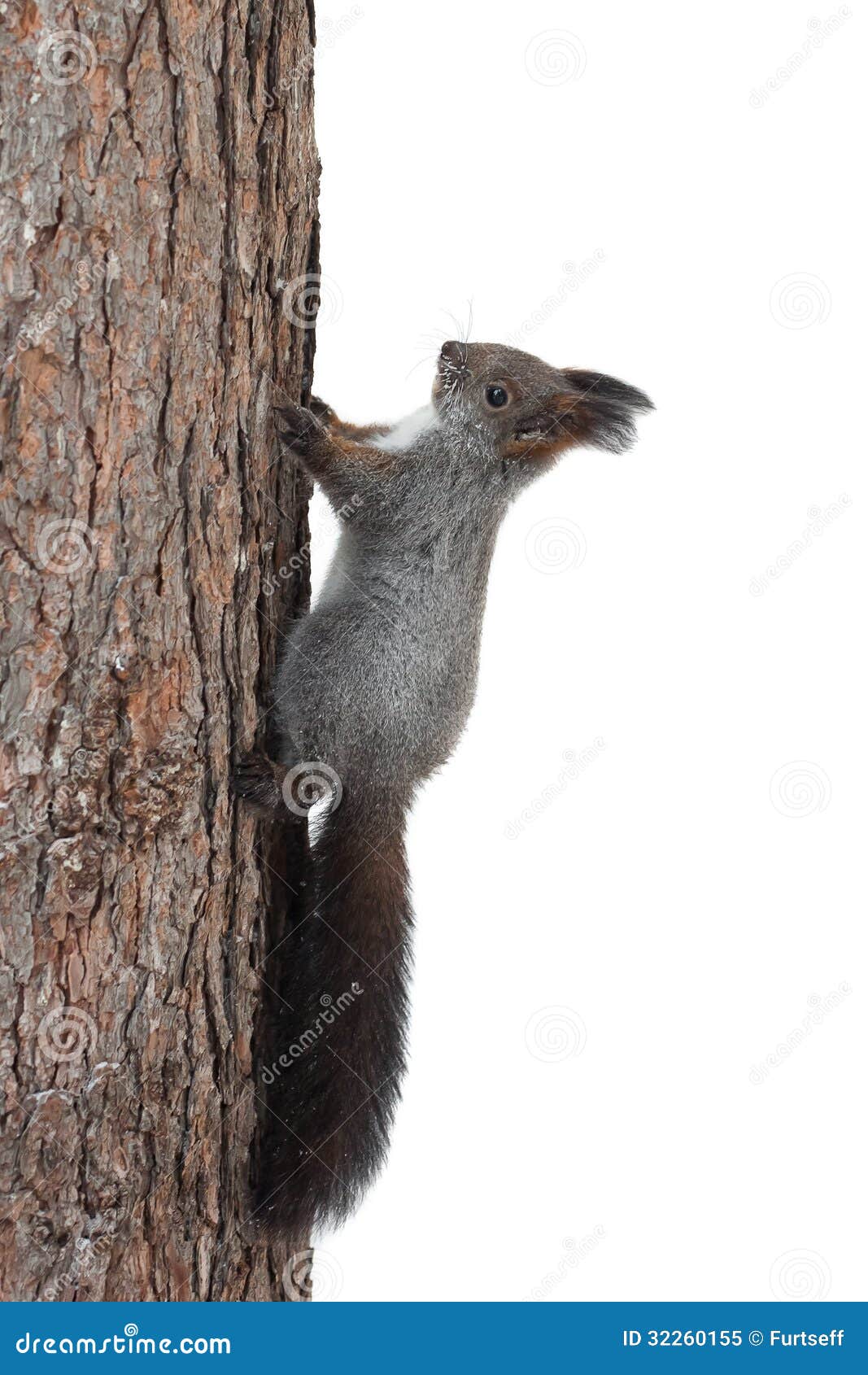 Squirrel on a tree trunk stock image. Image of bark, animals - 32260155